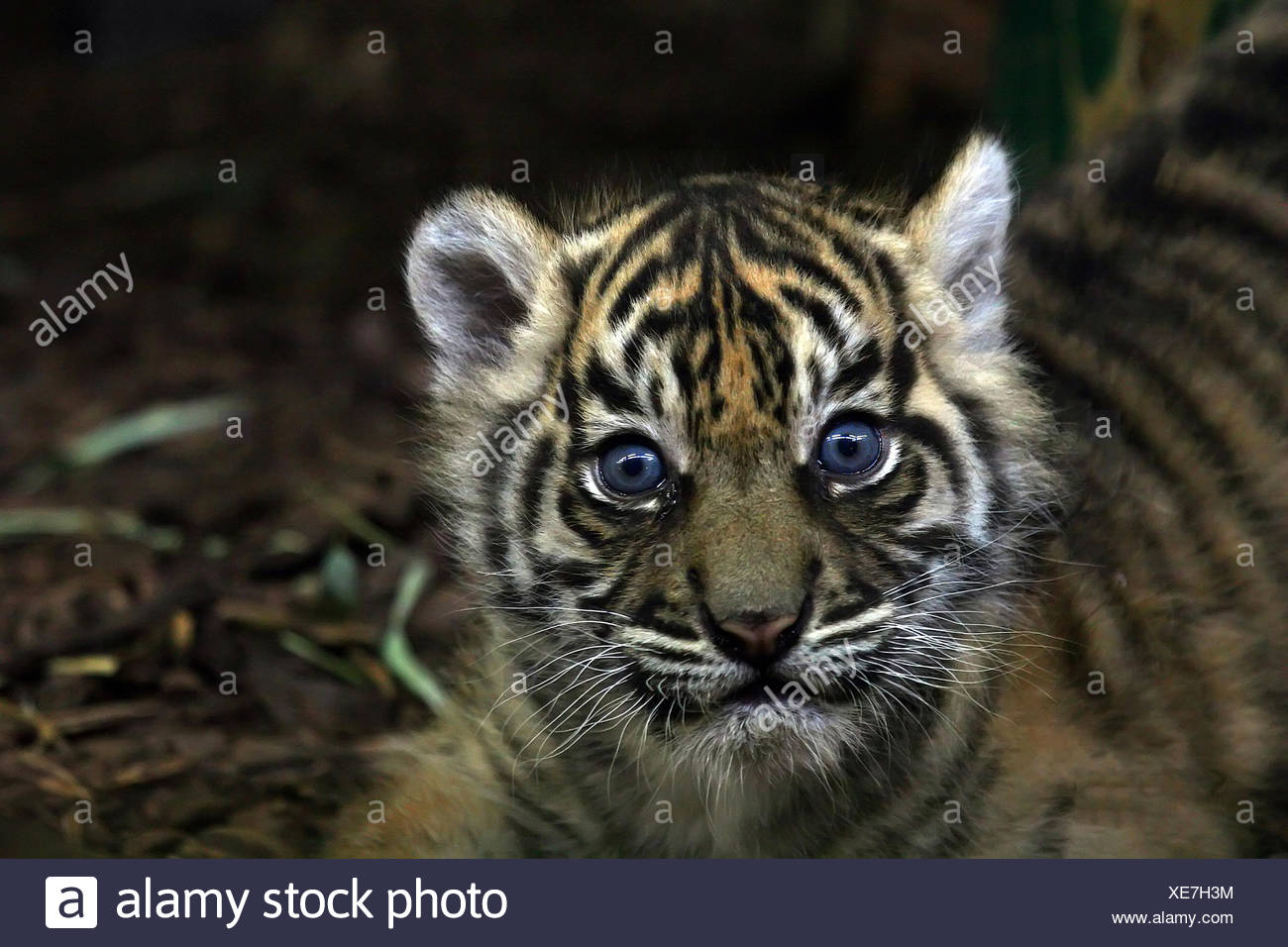 Tigerbaby High Resolution Stock Photography and Images - Alamy