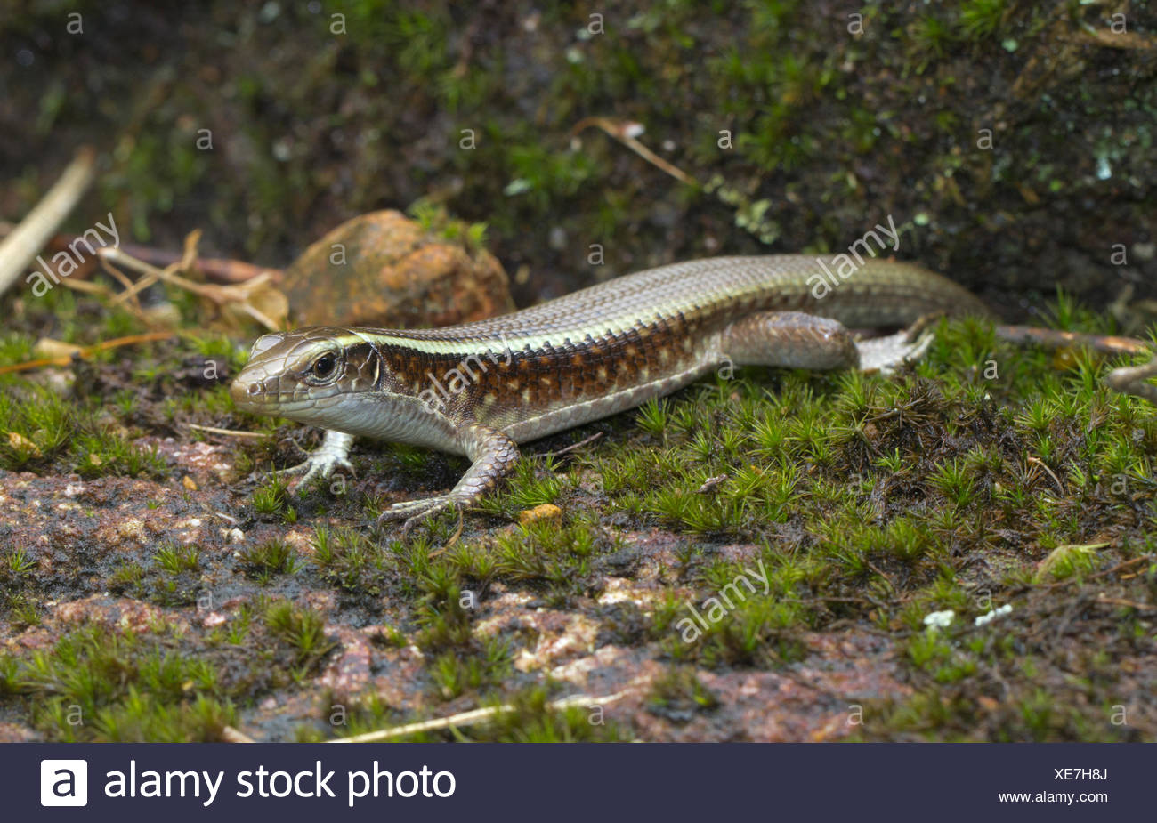 Zonosaurus High Resolution Stock Photography and Images - Alamy