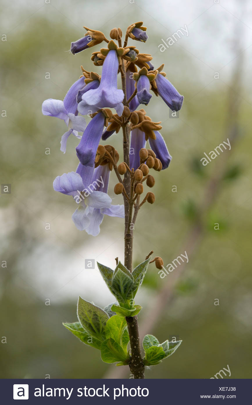 Princess Tree Or Foxglove Tree High Resolution Stock Photography and ...