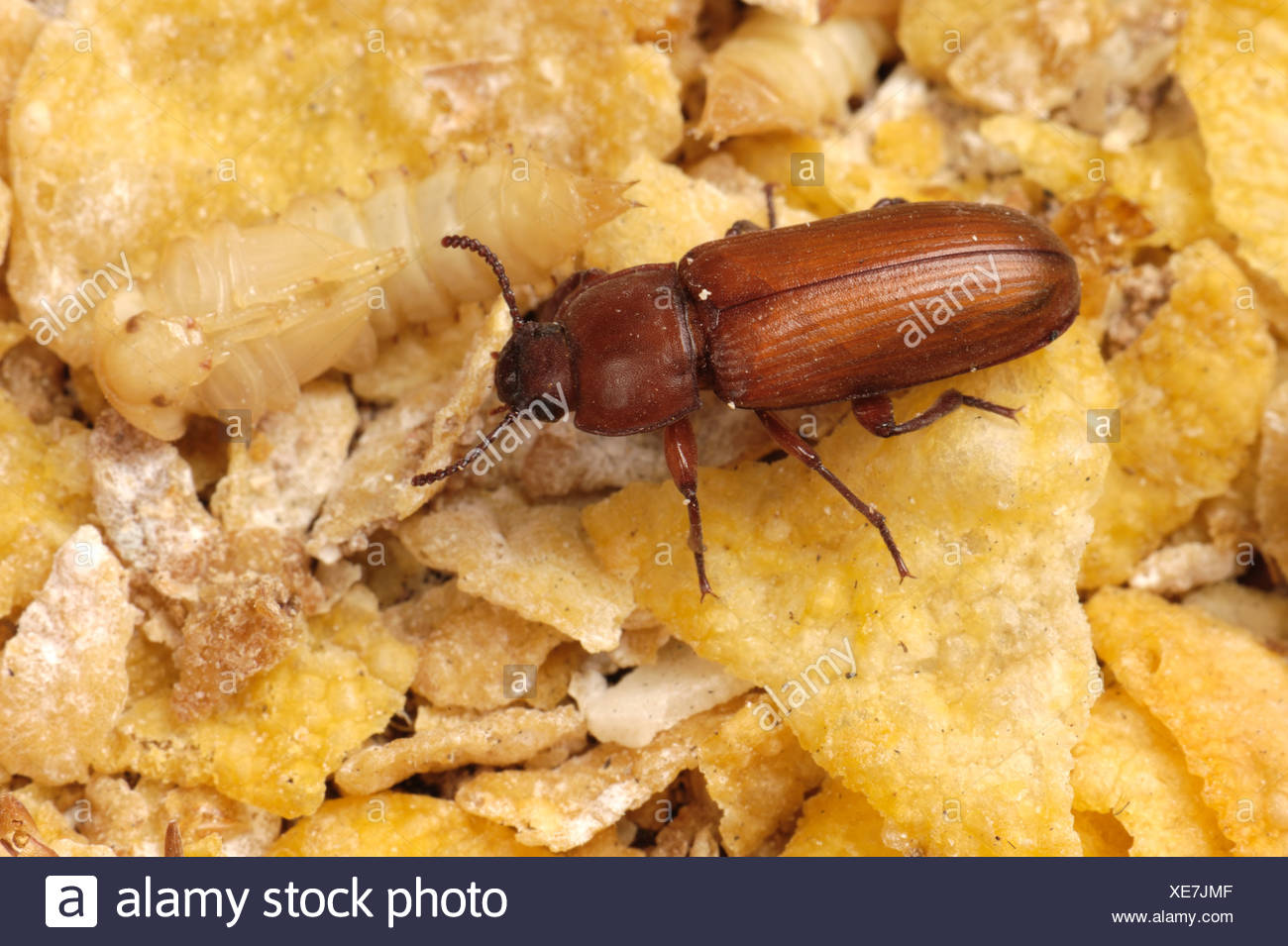 Mealworm Beetle Tenebrio Molitor Stock Photos & Mealworm Beetle ...