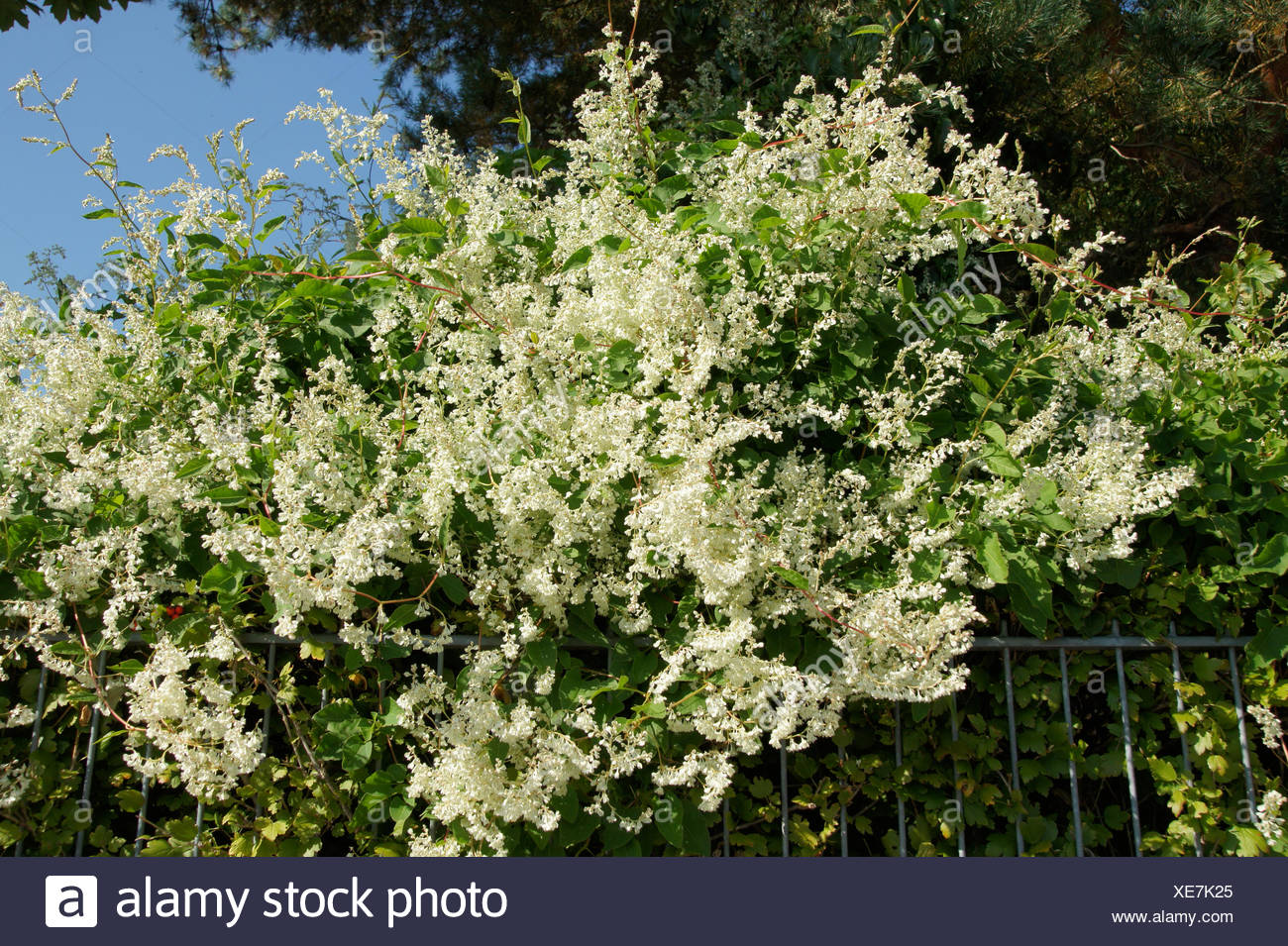 Russian Vine High Resolution Stock Photography and Images - Alamy