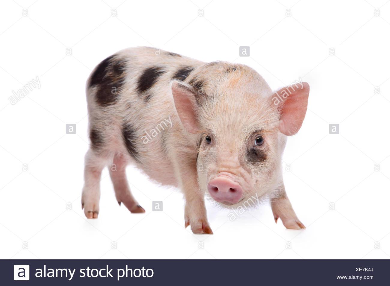 Black Spotted Pig Stock Photos & Black Spotted Pig Stock Images - Alamy