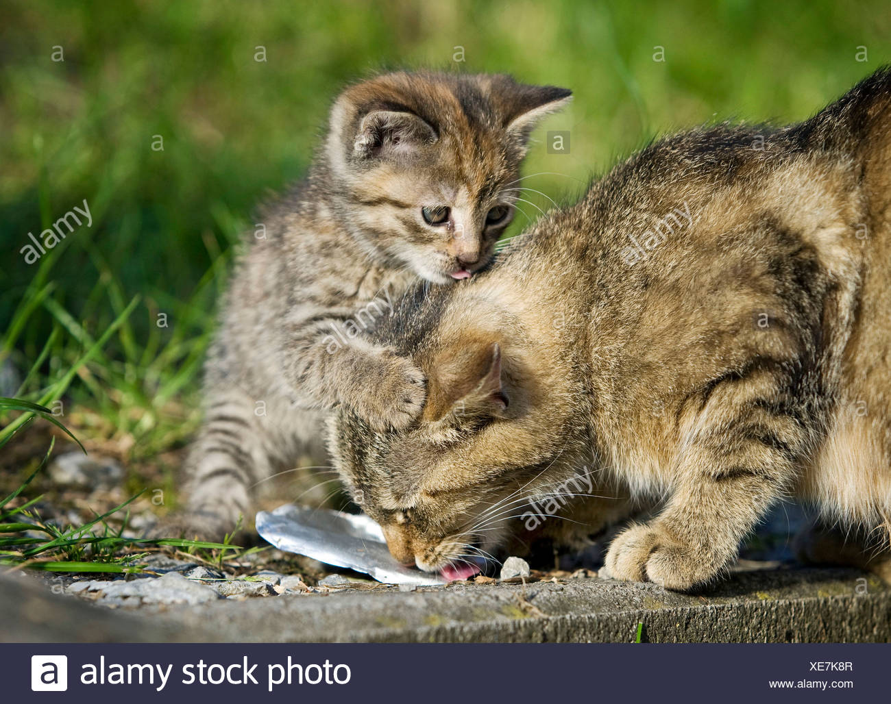 Patting Head High Resolution Stock Photography and Images - Alamy