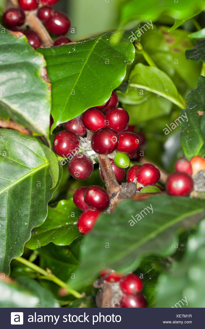 Arabian Coffee Trees Coffea Arabica High Resolution Stock Photography ...
