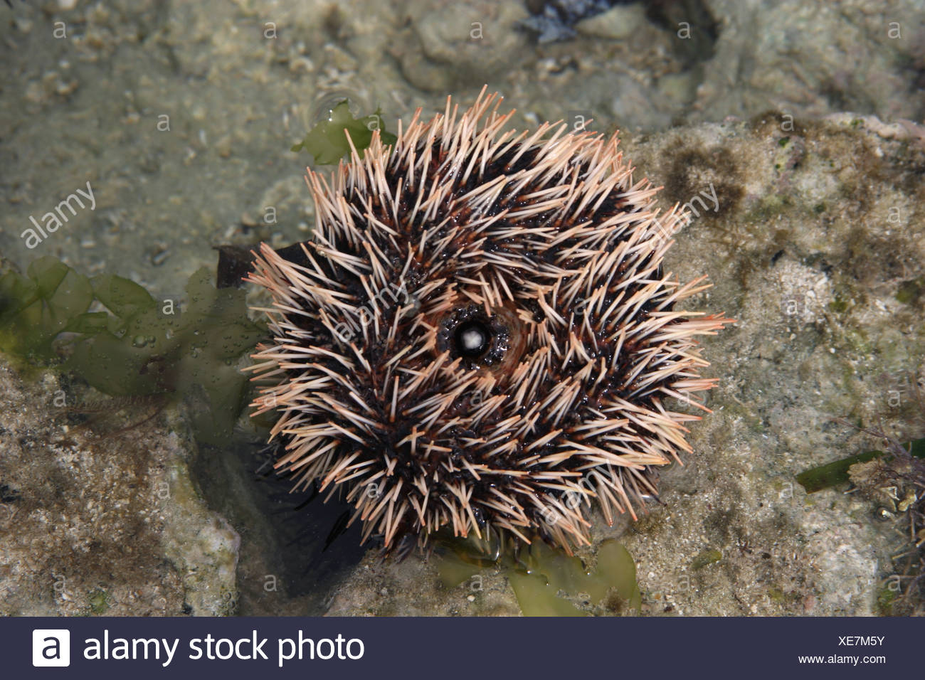 Echinoid High Resolution Stock Photography and Images - Alamy