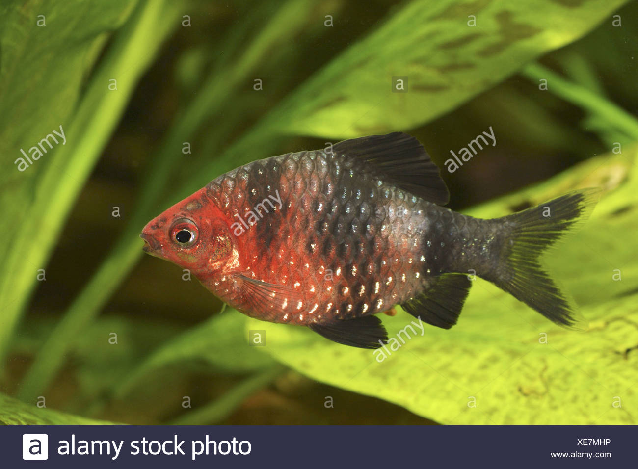 Barbus Nigrofasciatus High Resolution Stock Photography and Images - Alamy