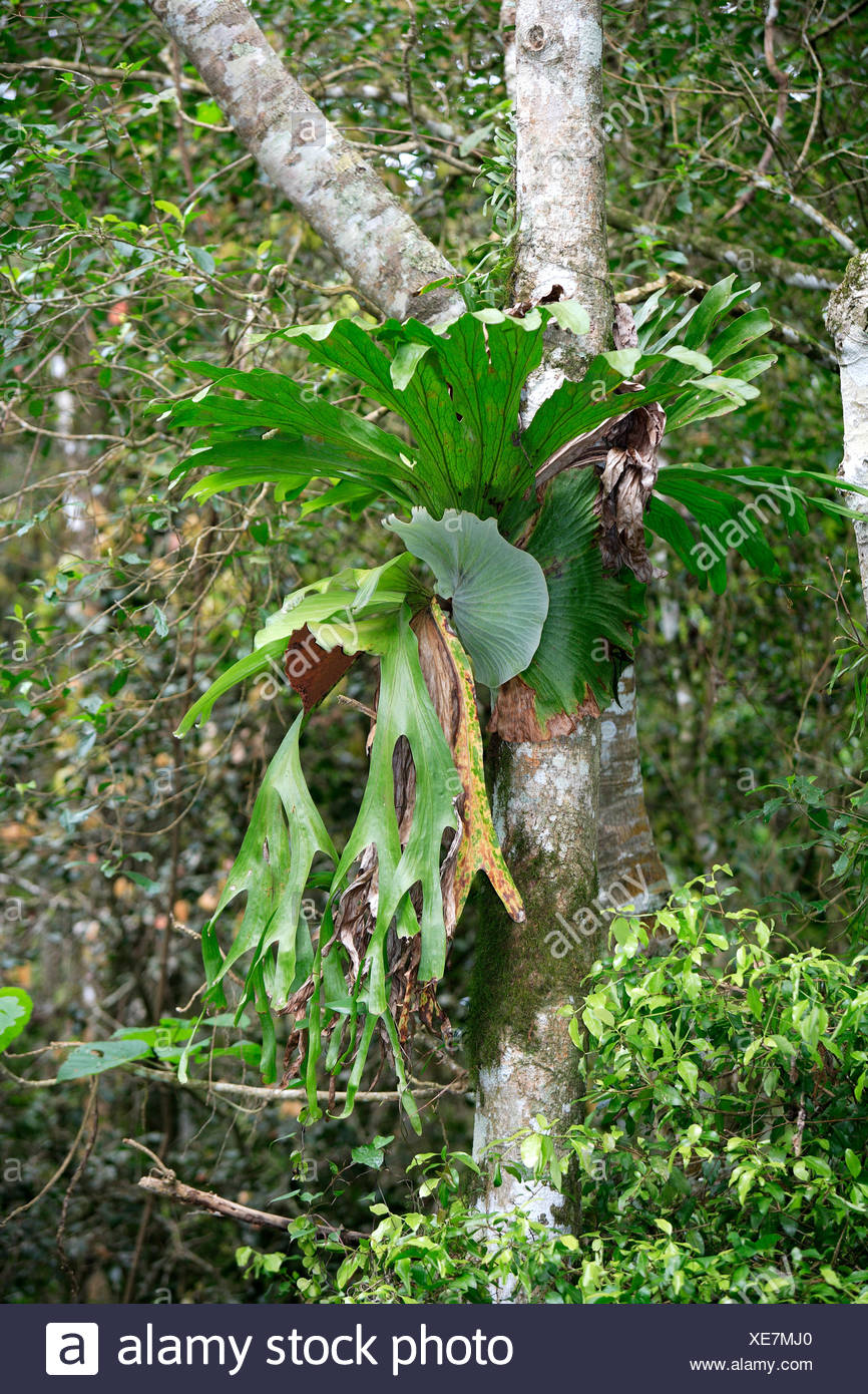Elkhorn Fern Stock Photos & Elkhorn Fern Stock Images - Alamy