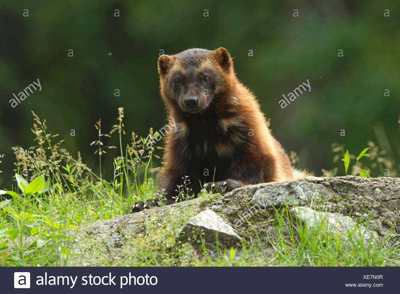 Wolverine Animal Stock Photos & Wolverine Animal Stock Images - Alamy