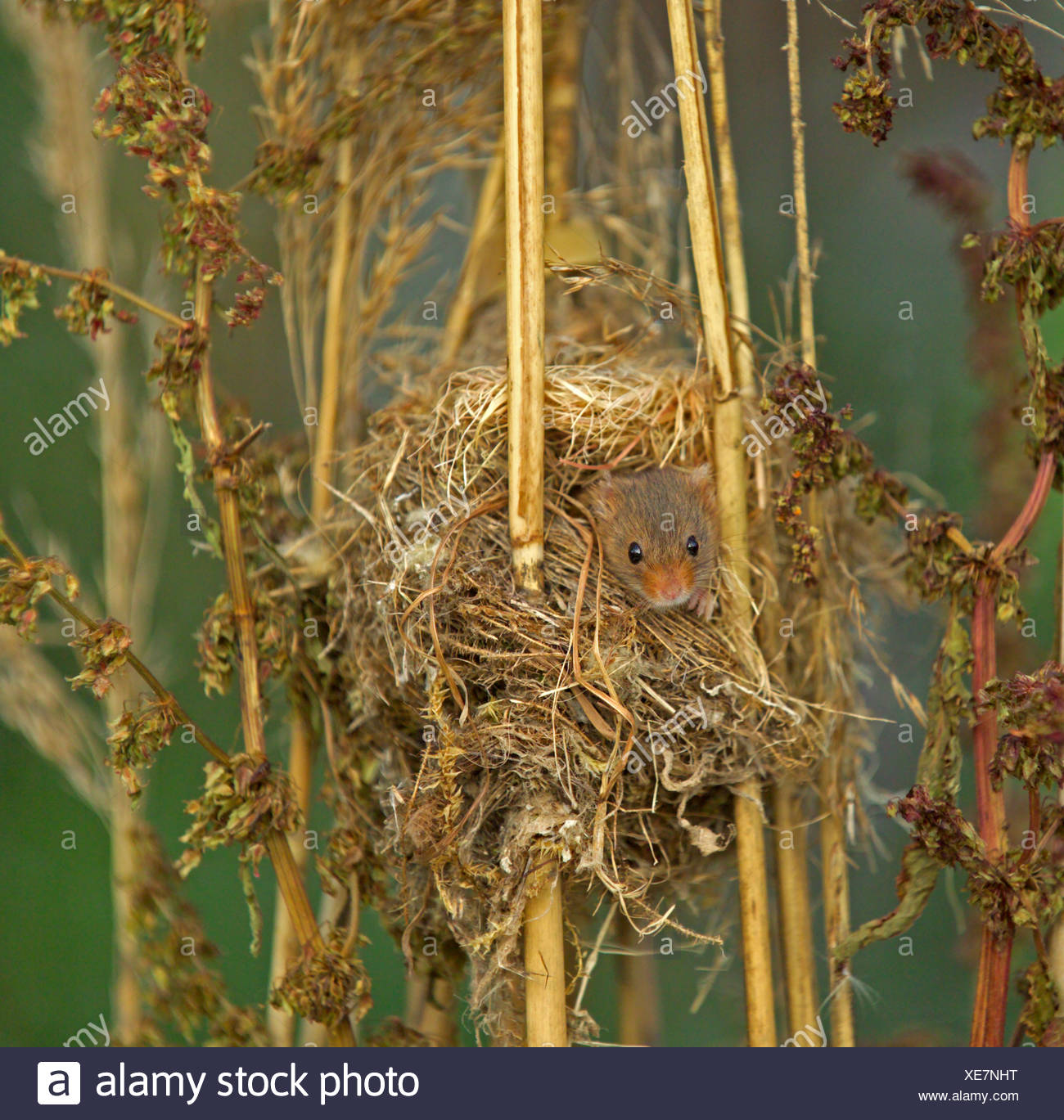 Harvest Mouse Nest High Resolution Stock Photography and Images - Alamy