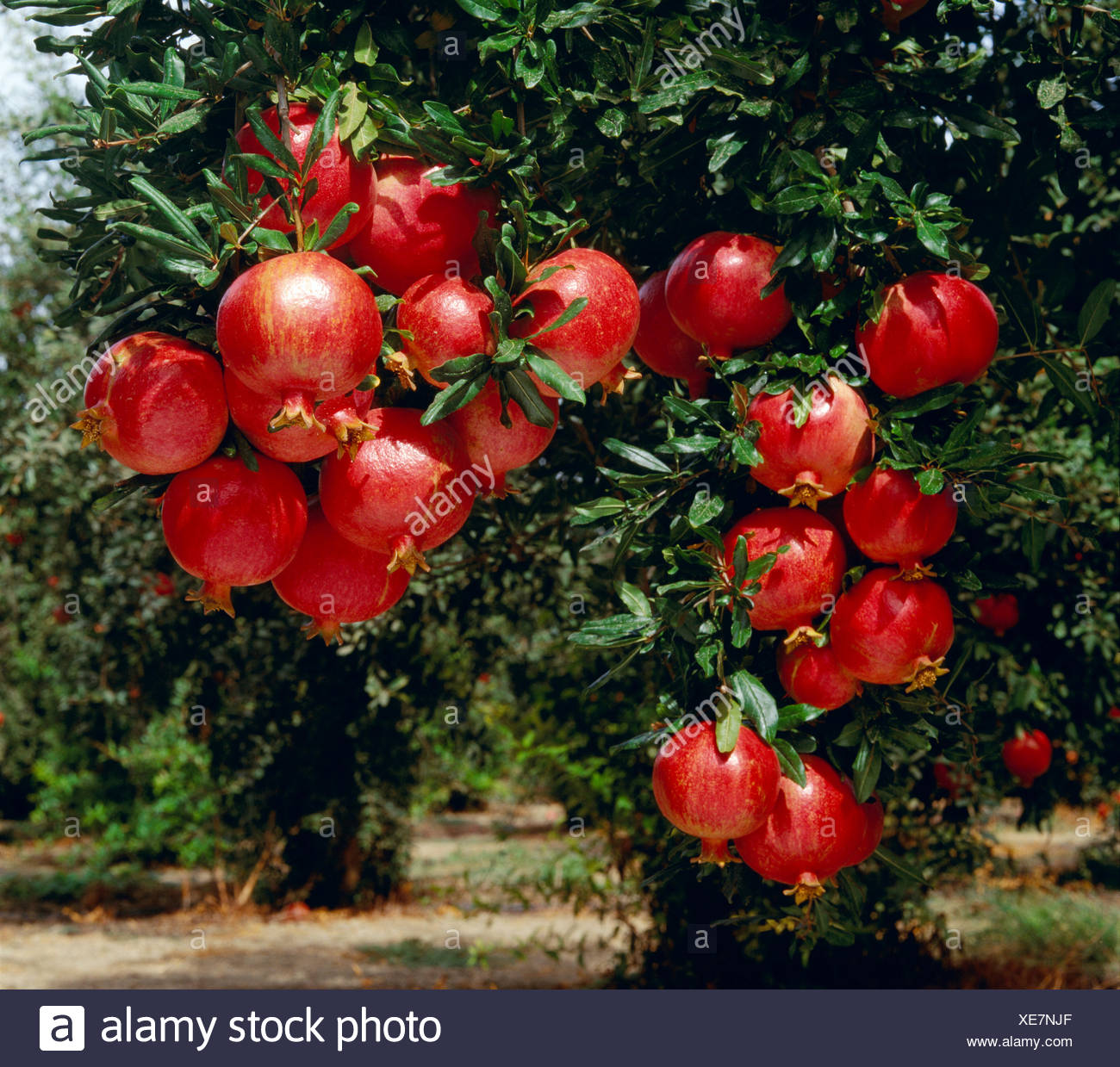 Young Pomegranate Tree Stock Photos & Young Pomegranate Tree Stock ...