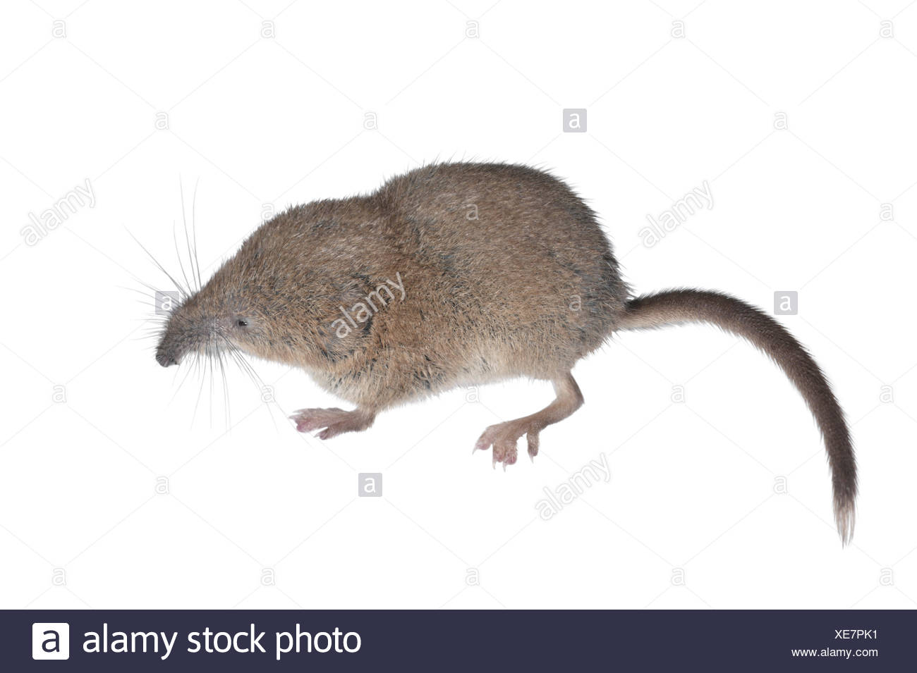 British Shrews High Resolution Stock Photography and Images - Alamy