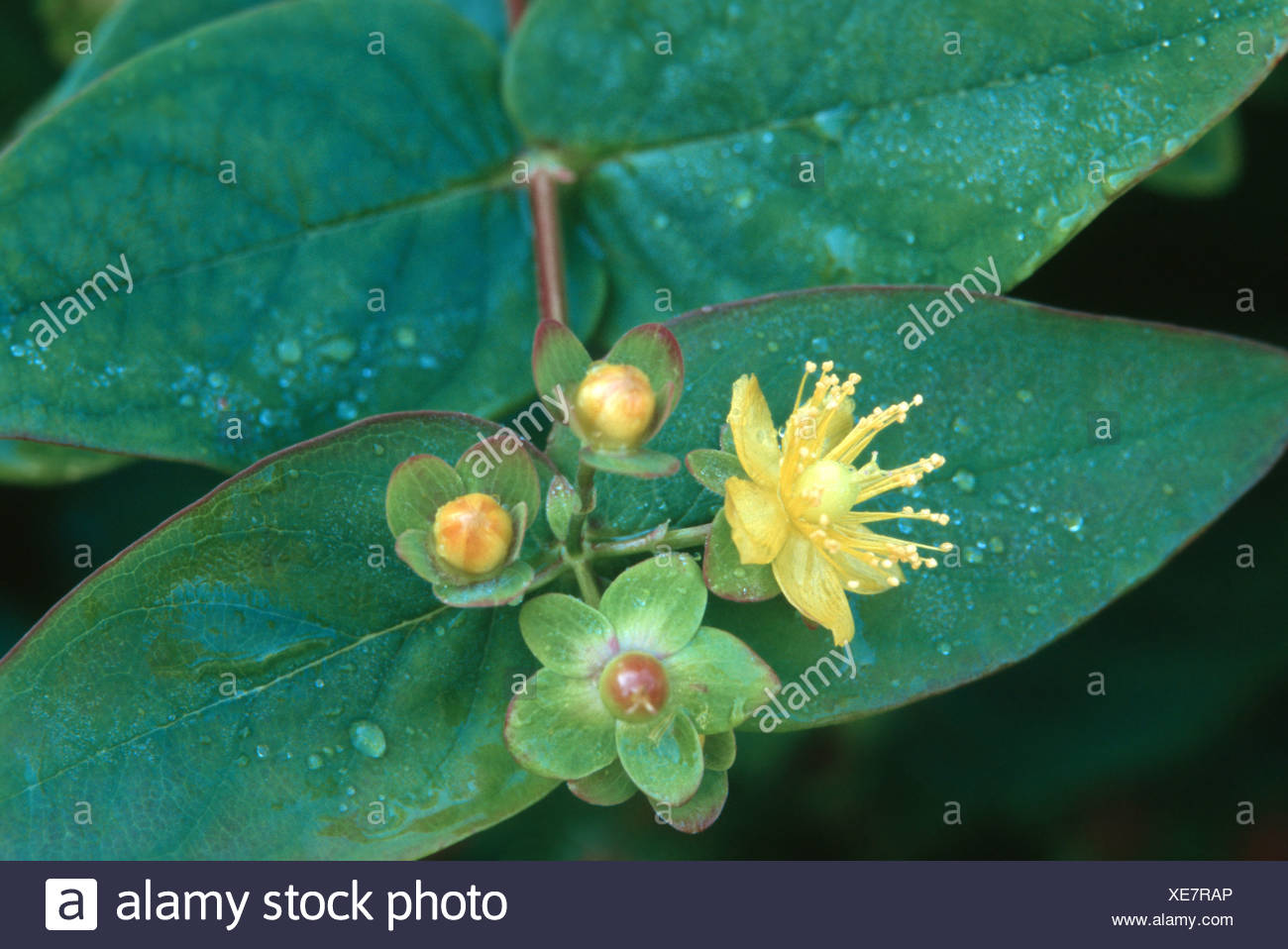 Chamaephytes Stock Photos & Chamaephytes Stock Images - Alamy