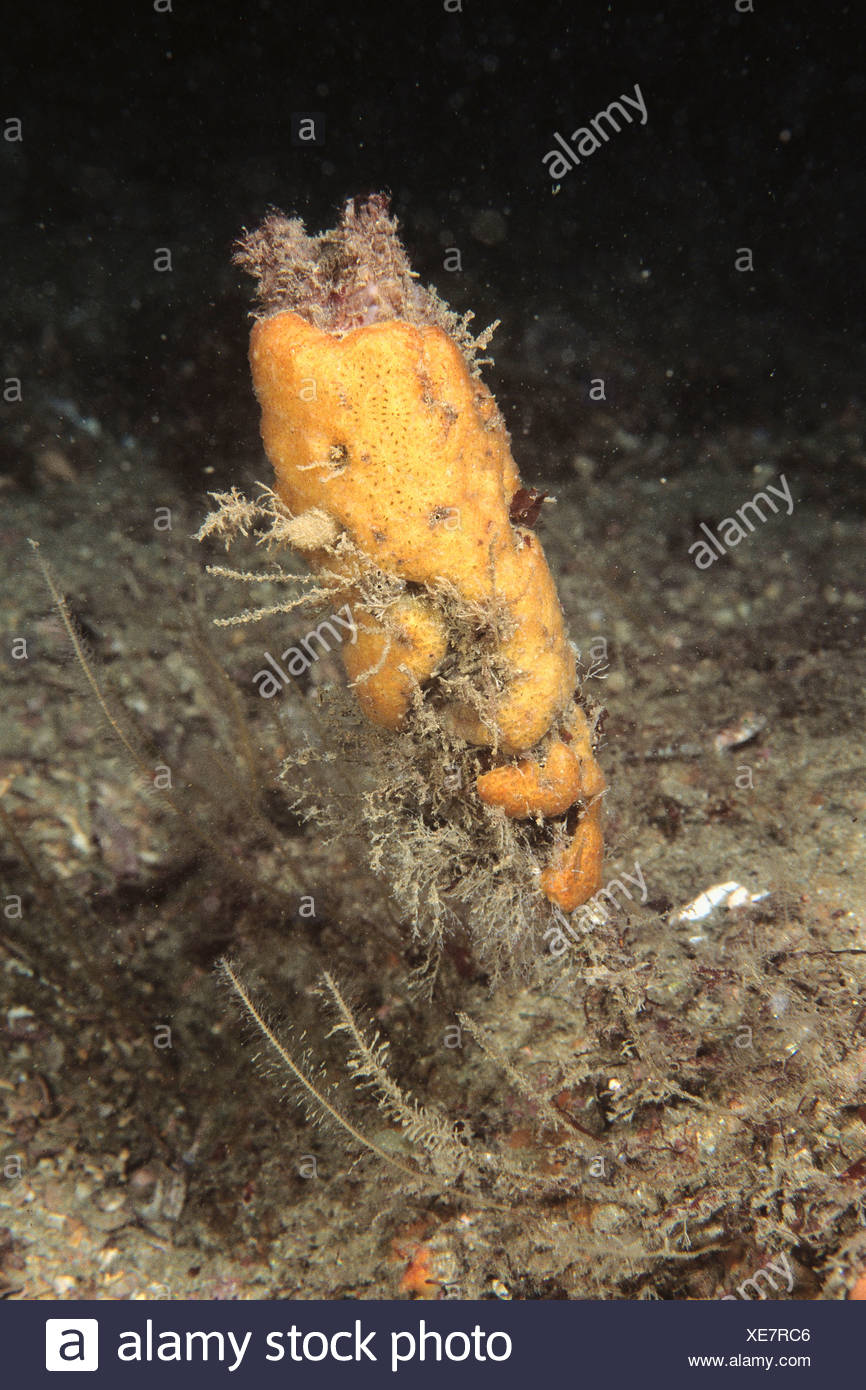 Styela High Resolution Stock Photography and Images - Alamy