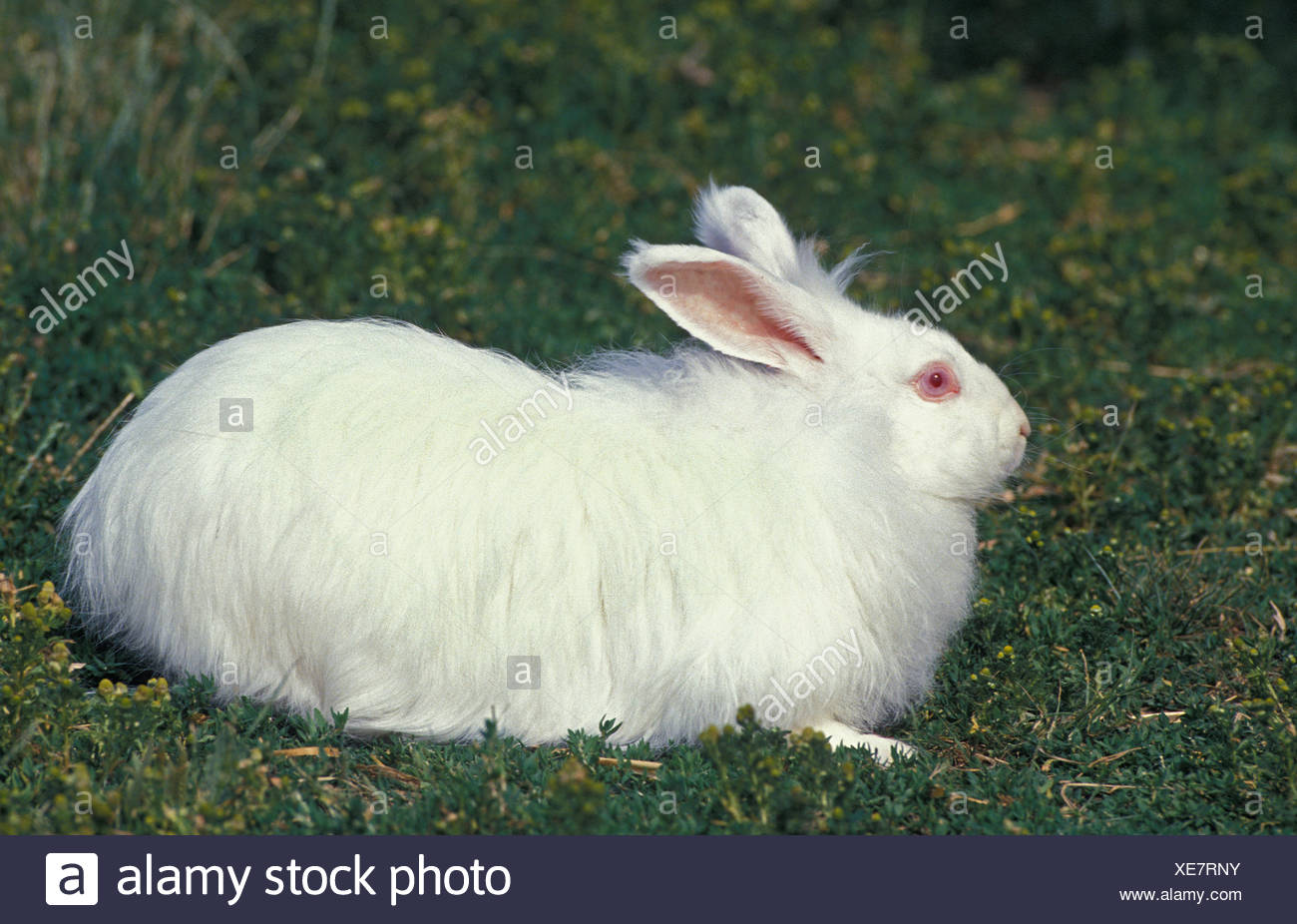 Angora Rabbit On Grass High Resolution Stock Photography and Images - Alamy