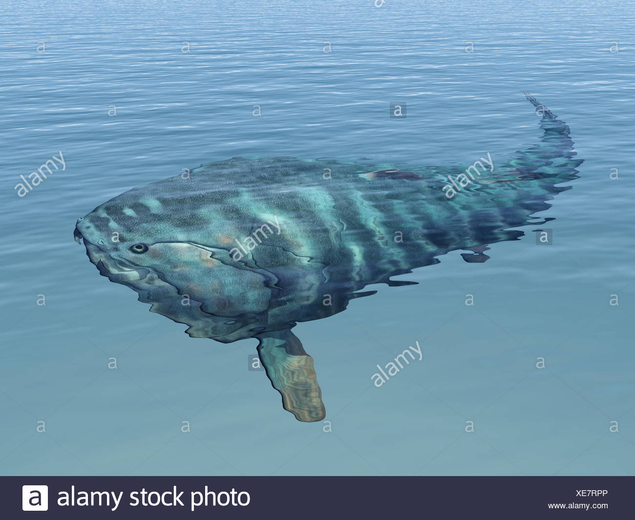 Panzerfisch High Resolution Stock Photography and Images - Alamy