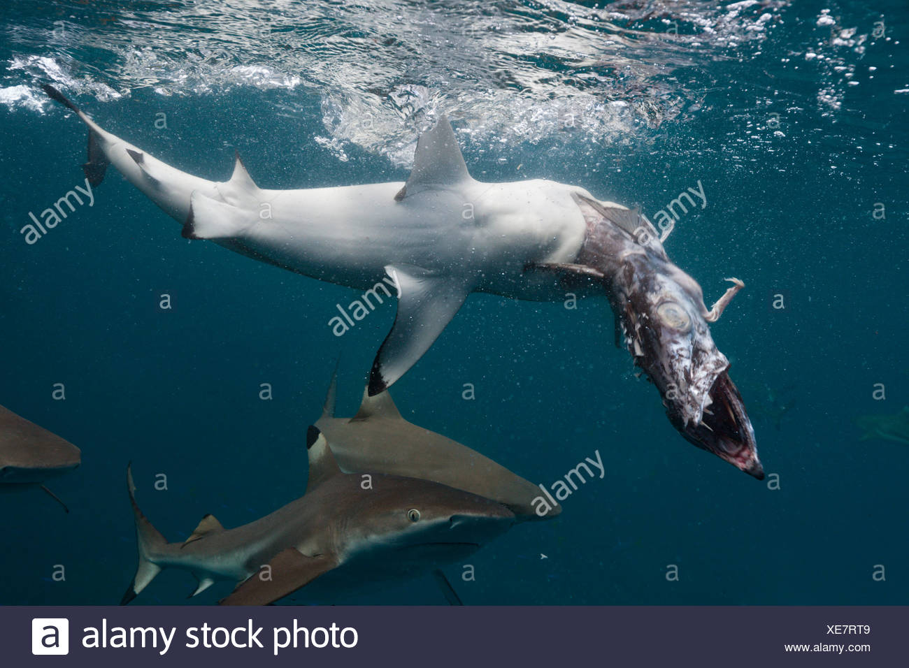 Black Point Shark High Resolution Stock Photography and Images - Alamy