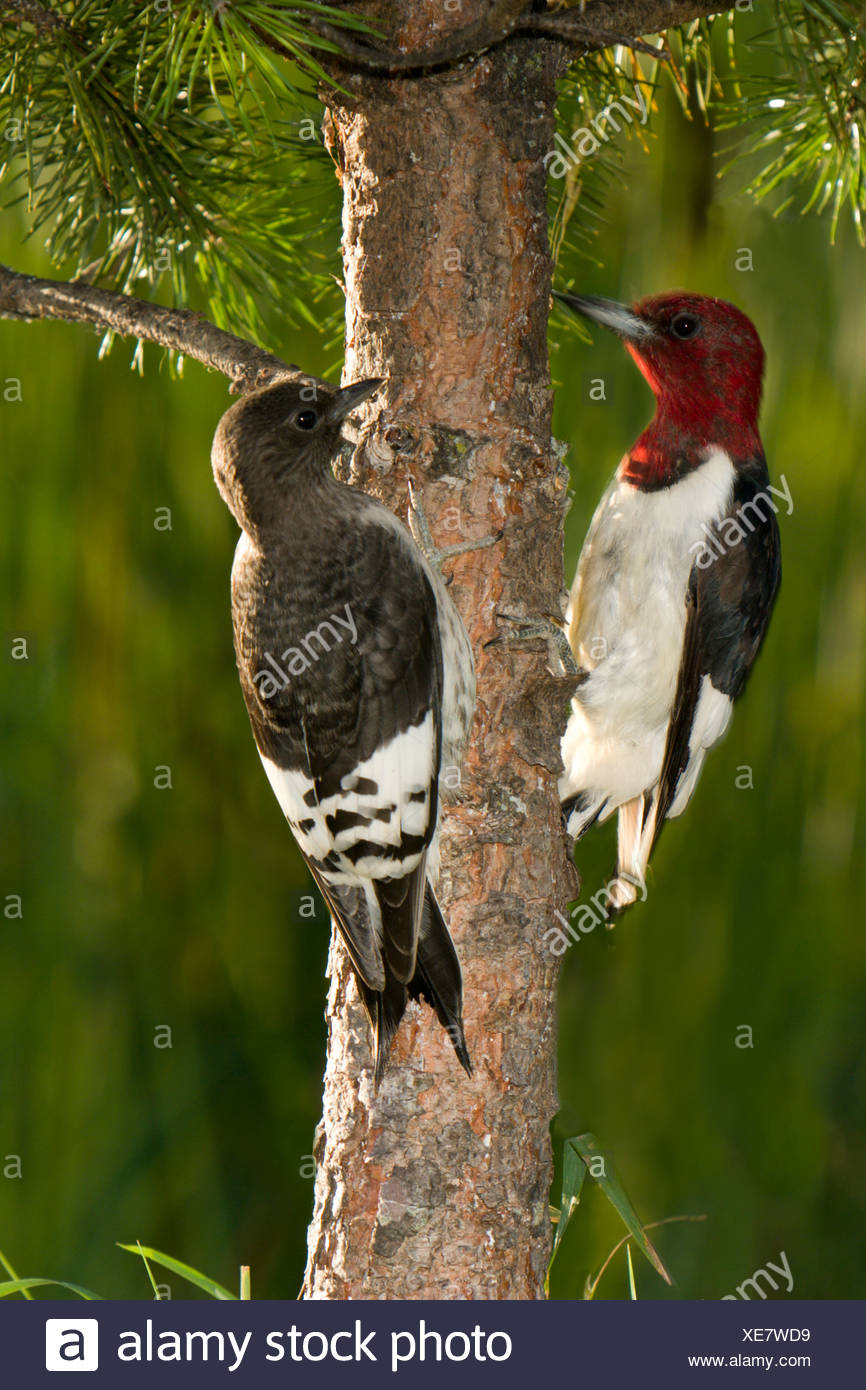 About The Woodpeckers High Resolution Stock Photography and Images - Alamy