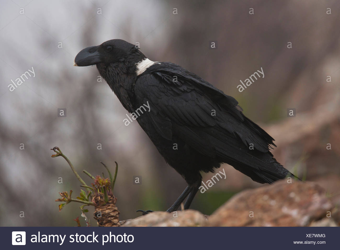 African Raven High Resolution Stock Photography and Images - Alamy