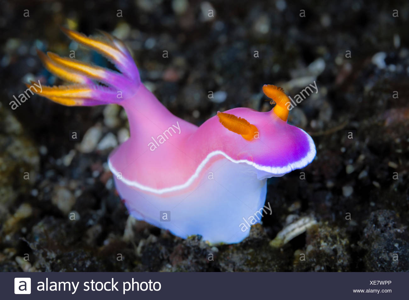 Gastrodon - Chromodoris lochi, common name Loch's chromodoris, is a ...