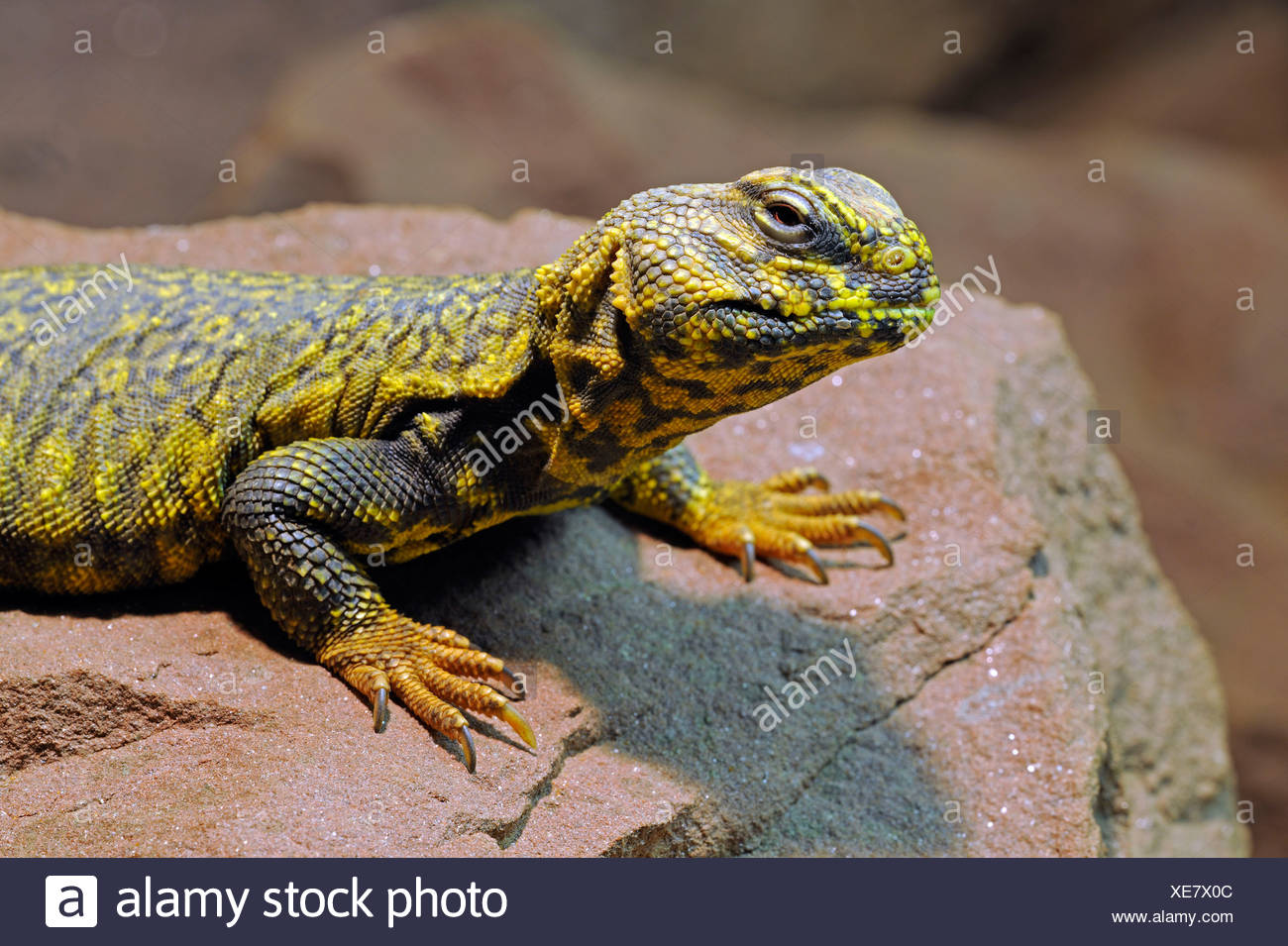 North African Spiny Tailed Lizard Uromastyx Stock Photos & North ...