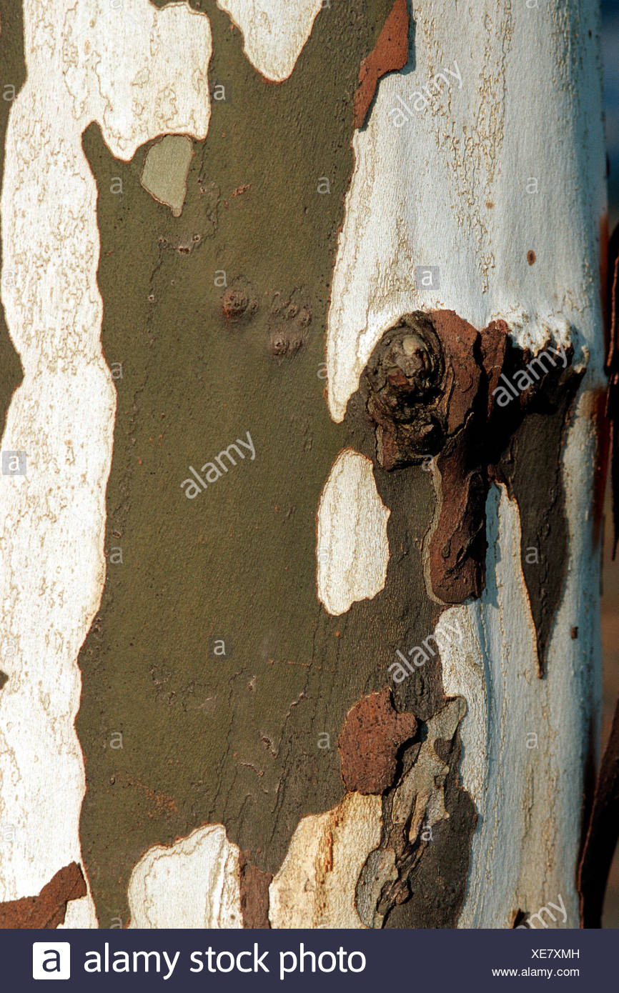Planetree High Resolution Stock Photography and Images - Alamy
