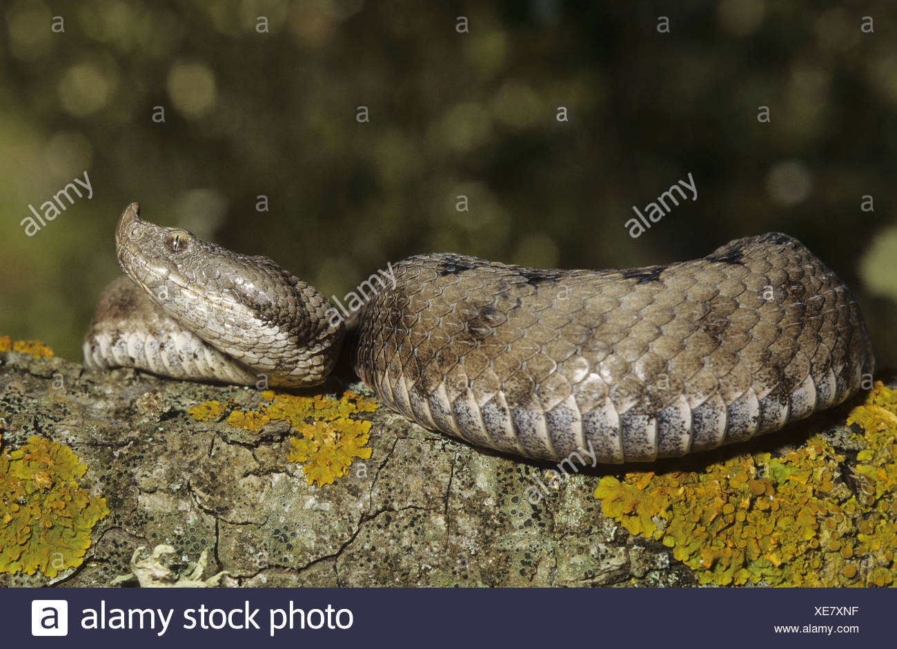 Snub Nosed Viper High Resolution Stock Photography and Images - Alamy