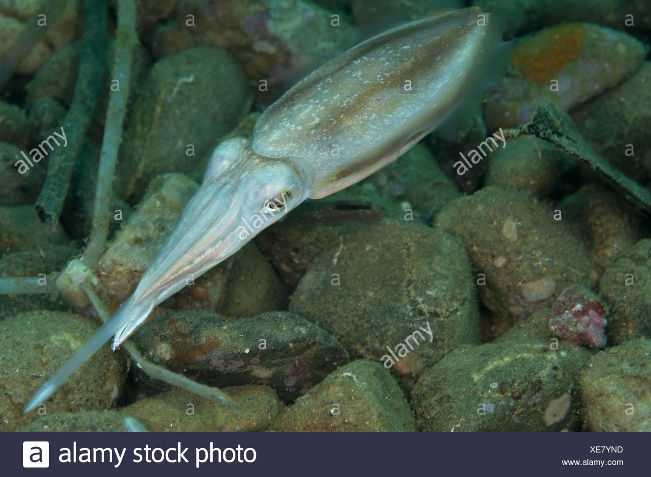 Cuttlefish Feeding High Resolution Stock Photography and Images - Alamy