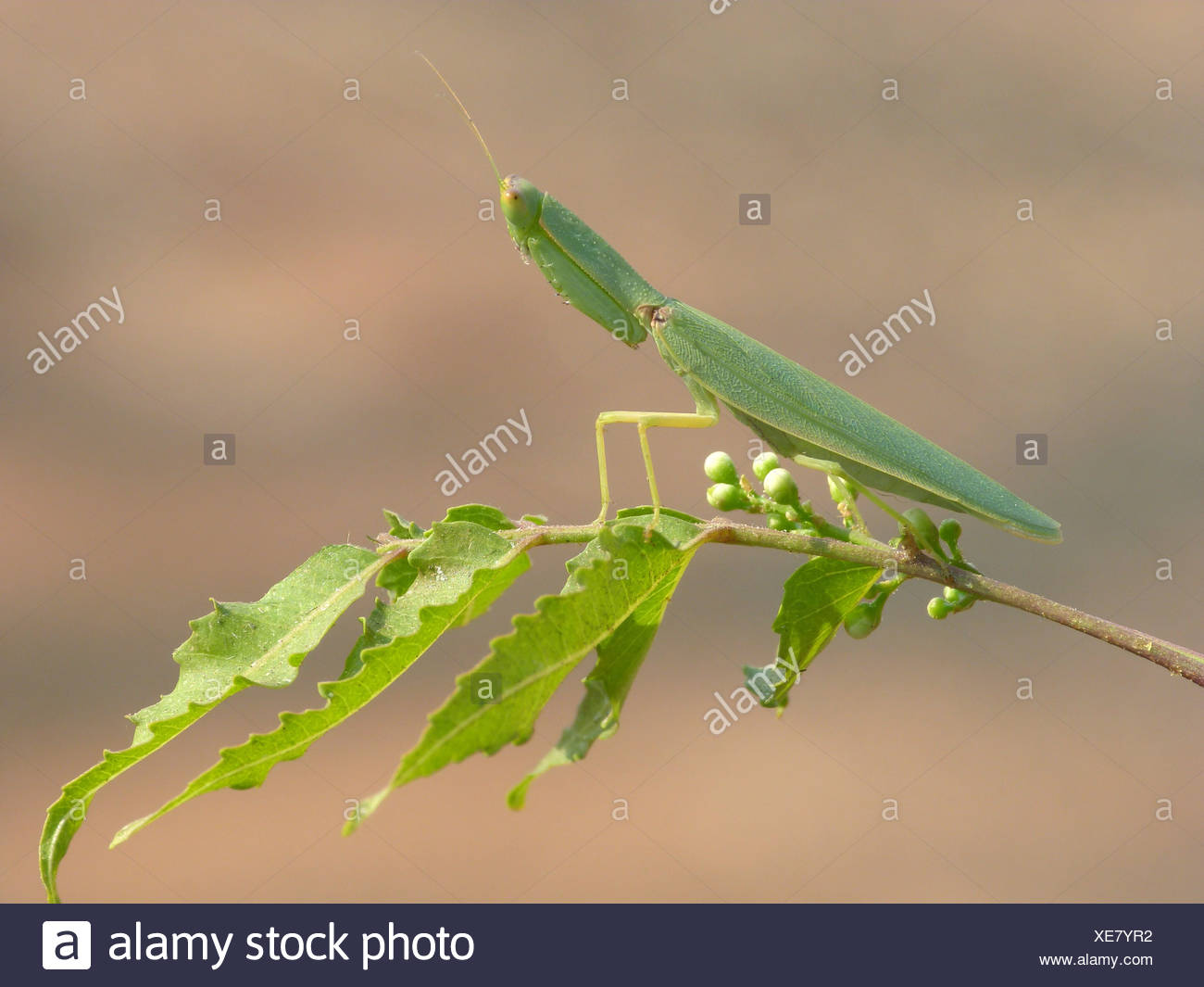 Australian Praying Mantis High Resolution Stock Photography and Images ...