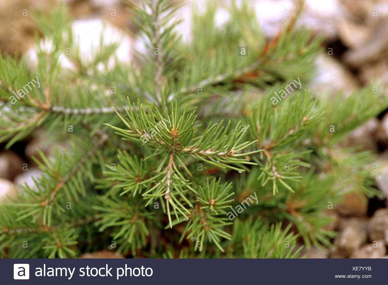 Pinyon Pine High Resolution Stock Photography and Images - Alamy
