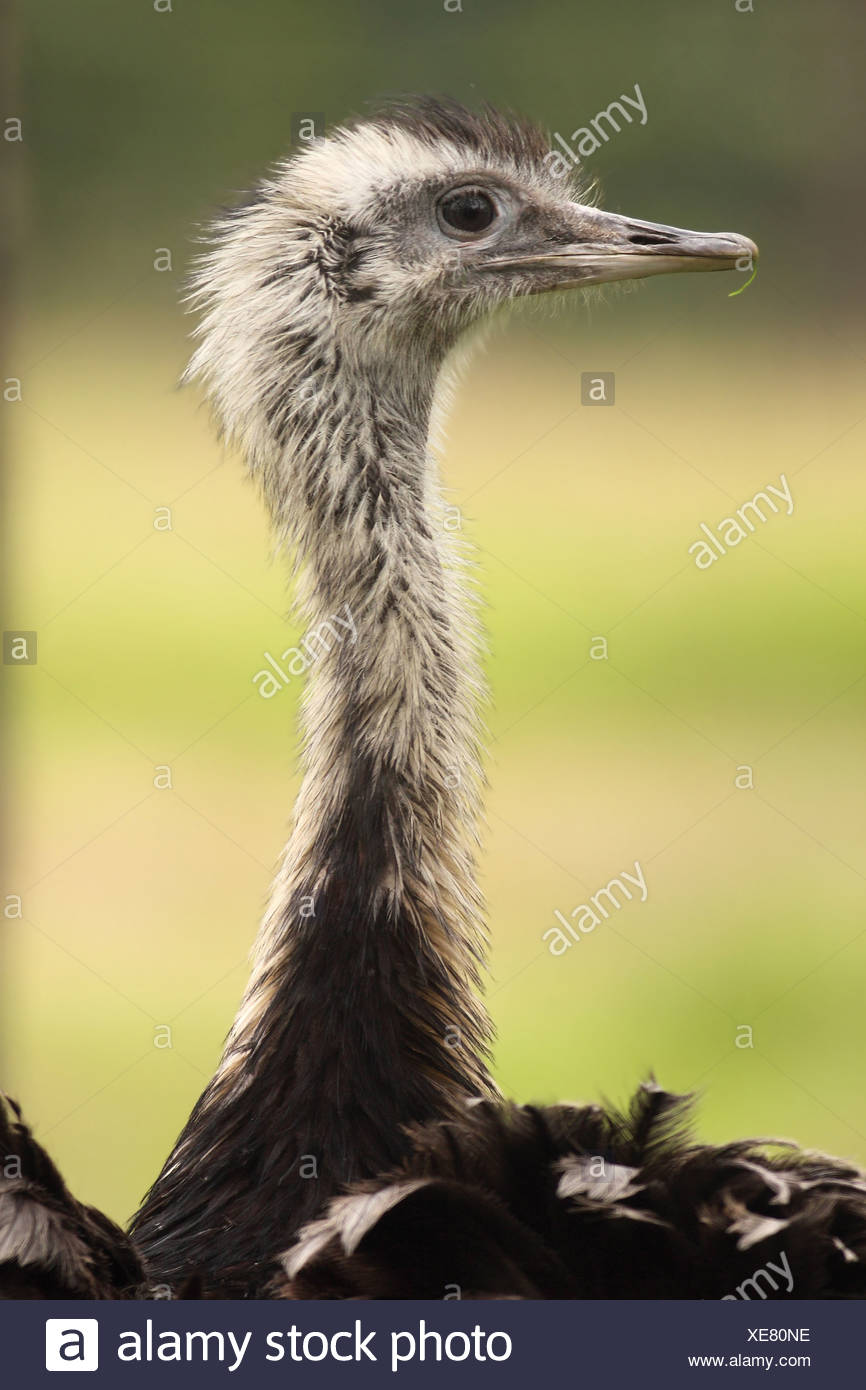 Common Rheas High Resolution Stock Photography and Images - Alamy