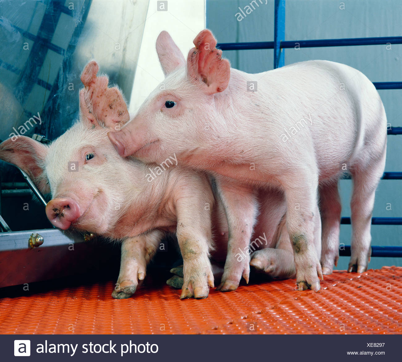 Crossbred Pigs High Resolution Stock Photography and Images - Alamy