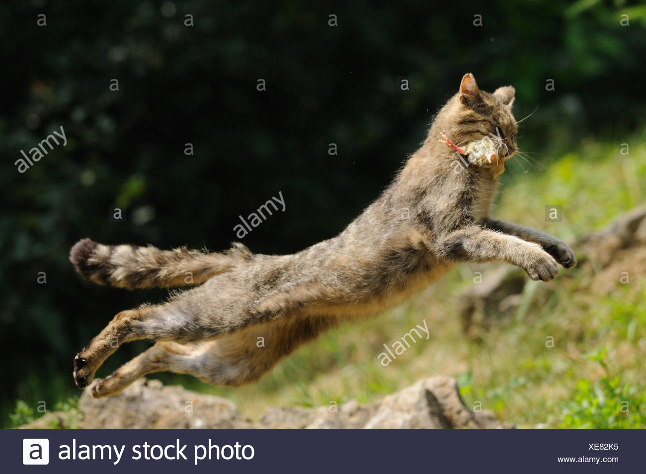 Cat Jumping Bird High Resolution Stock Photography and Images - Alamy