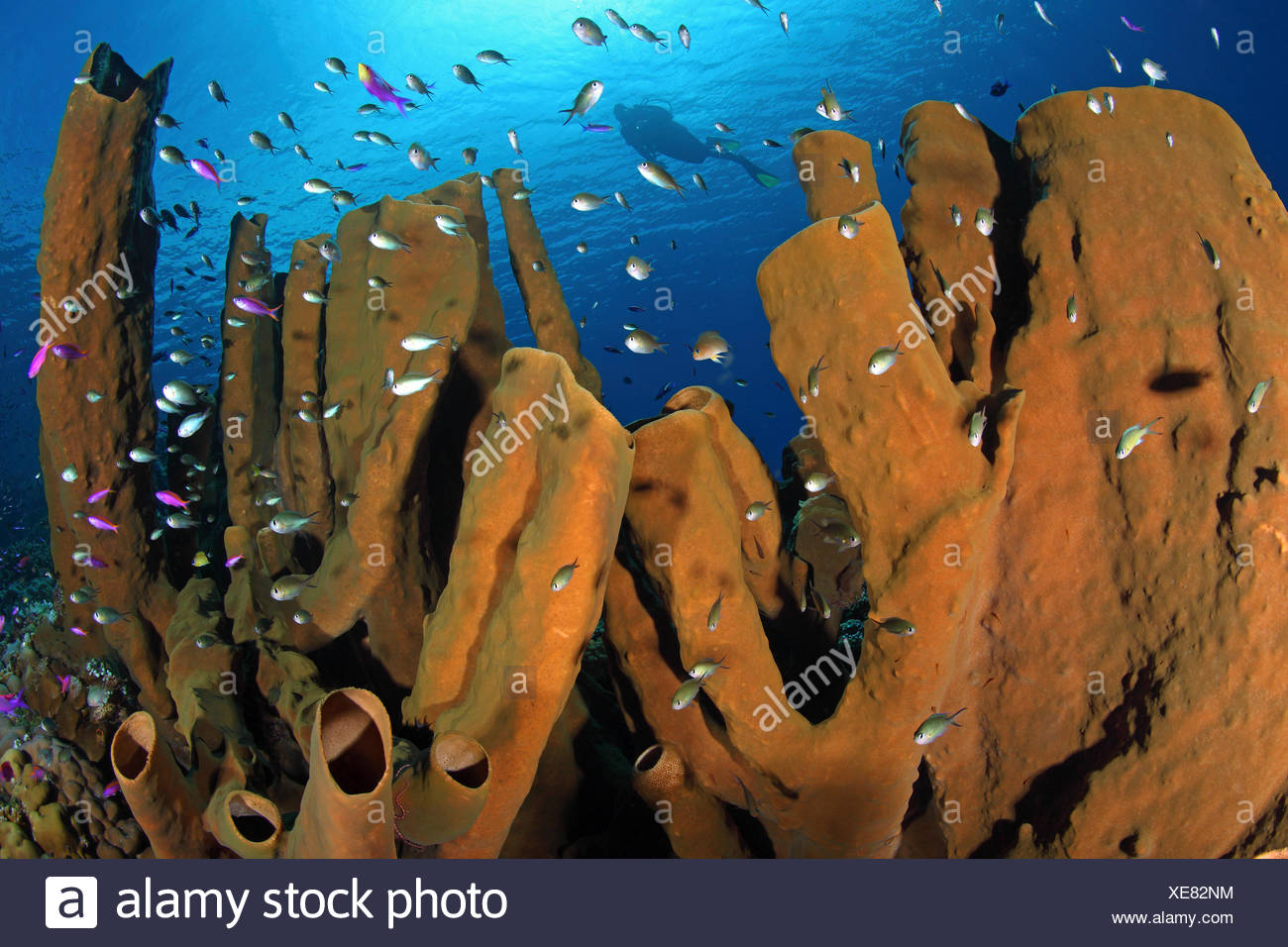 Phylum Porifera High Resolution Stock Photography and Images - Alamy
