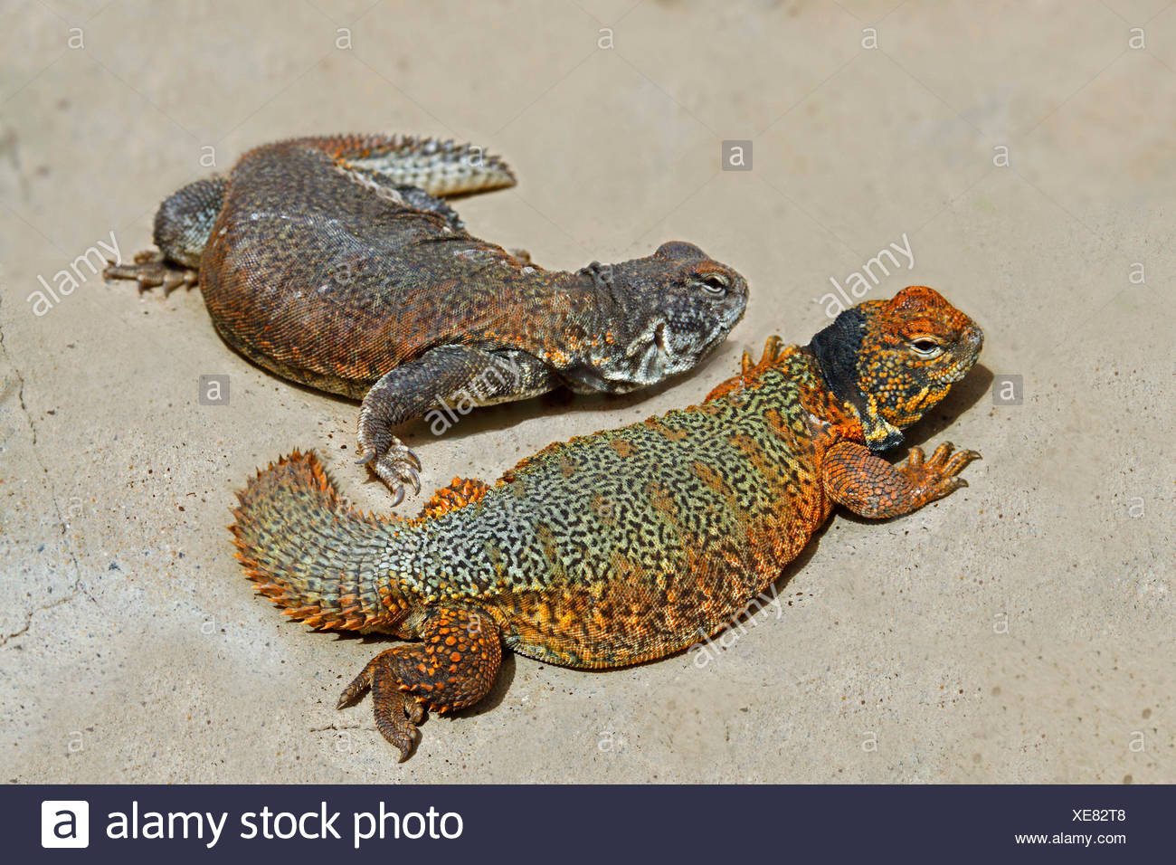 Egyptian Mastigure Uromastyx Aegyptia Lizard High Resolution Stock ...