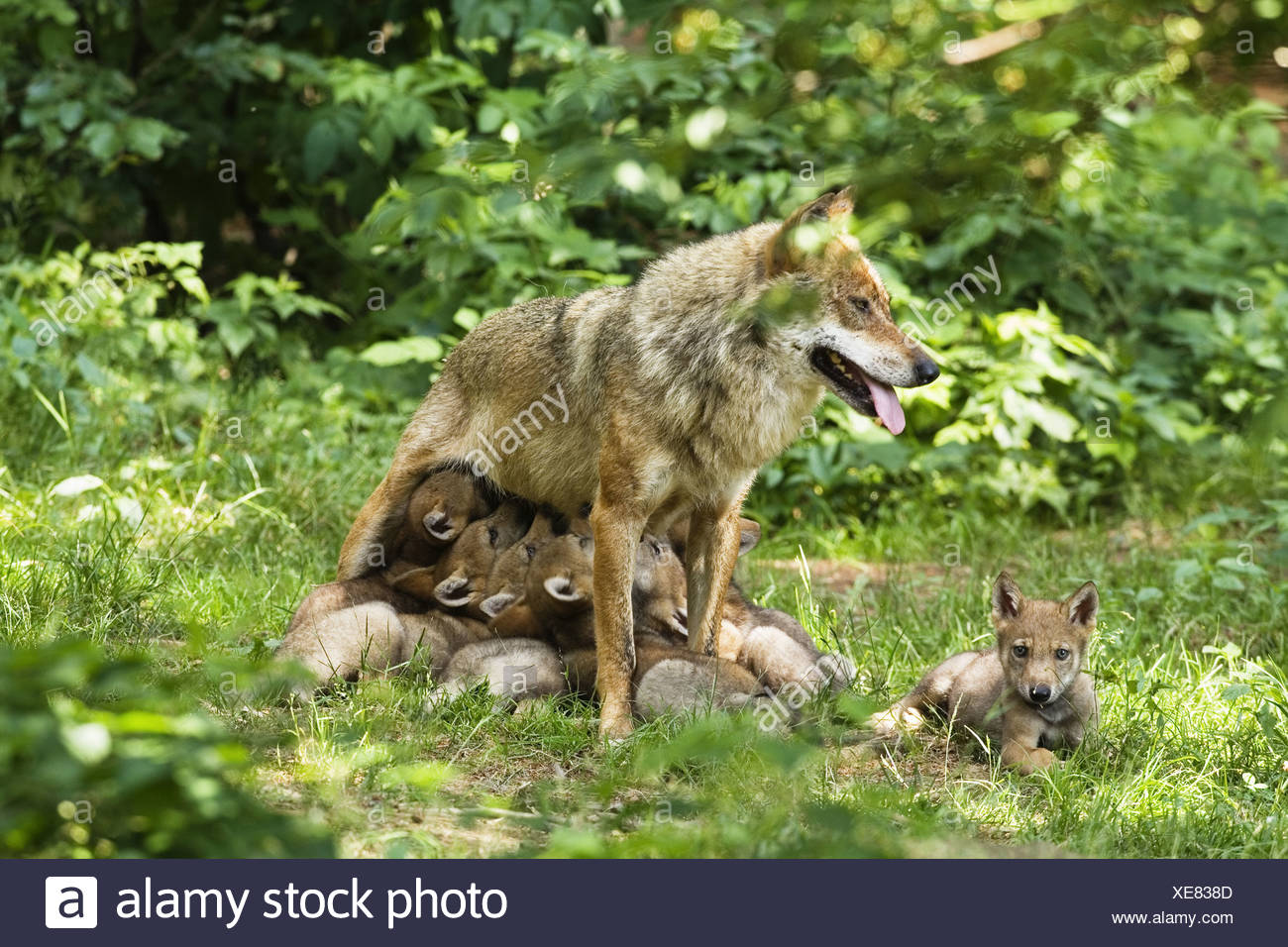Wolf Mother With Cubs Stock Photos & Wolf Mother With Cubs Stock Images ...