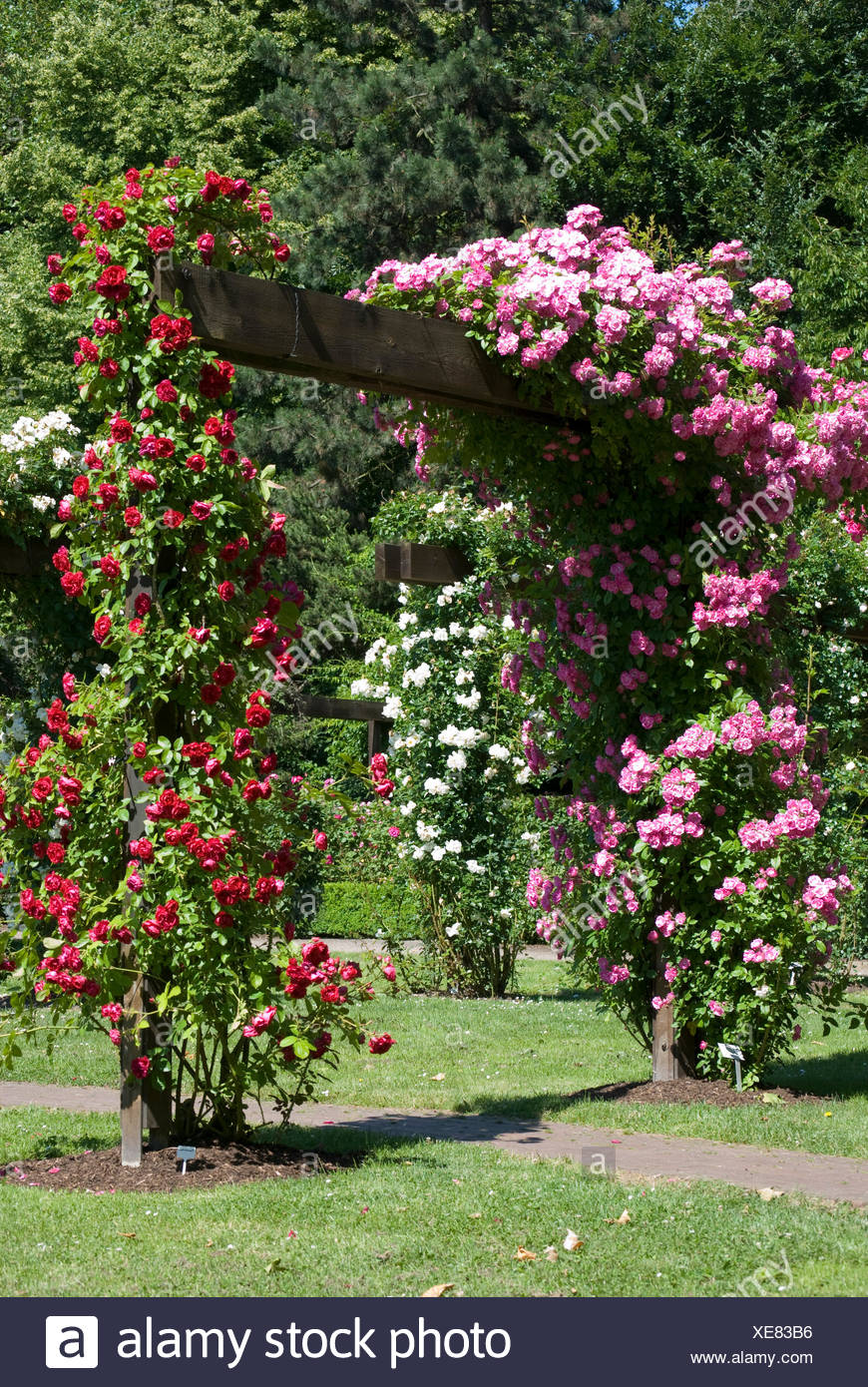 Dortmund Climbing Rose High Resolution Stock Photography and Images - Alamy