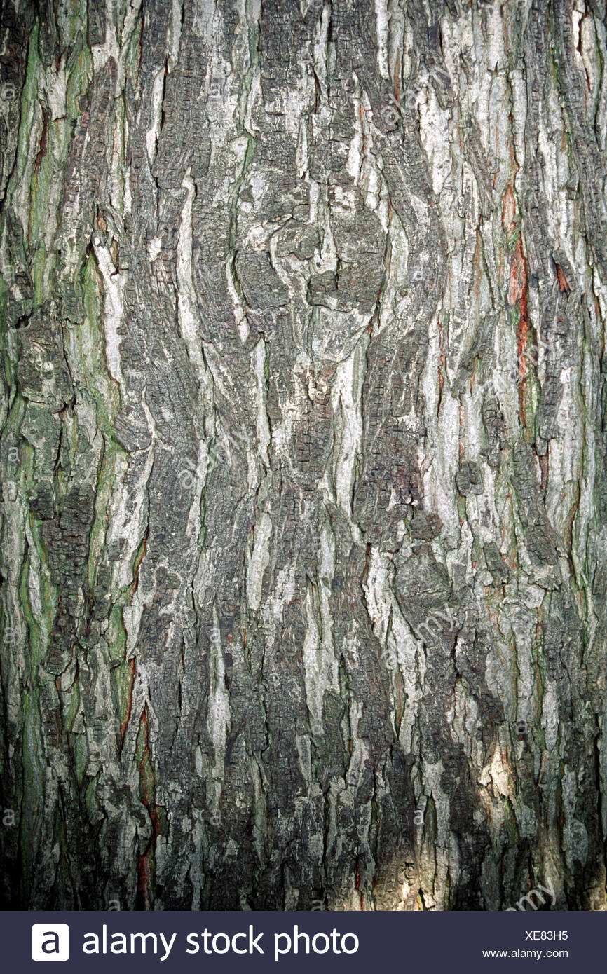 Shag Bark Hickory High Resolution Stock Photography and Images - Alamy