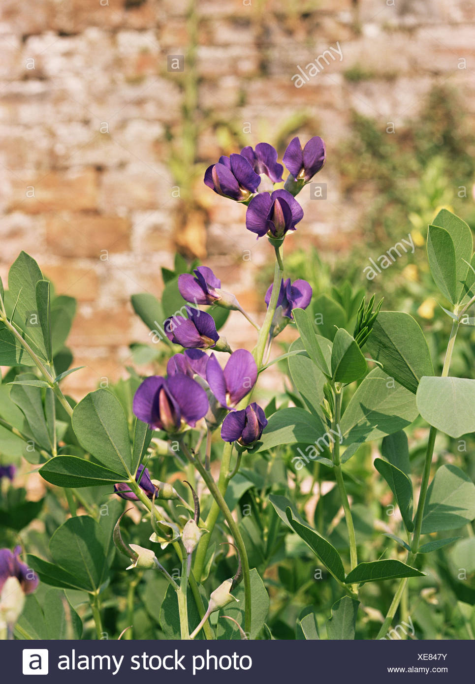 Indigo Plant High Resolution Stock Photography and Images - Alamy