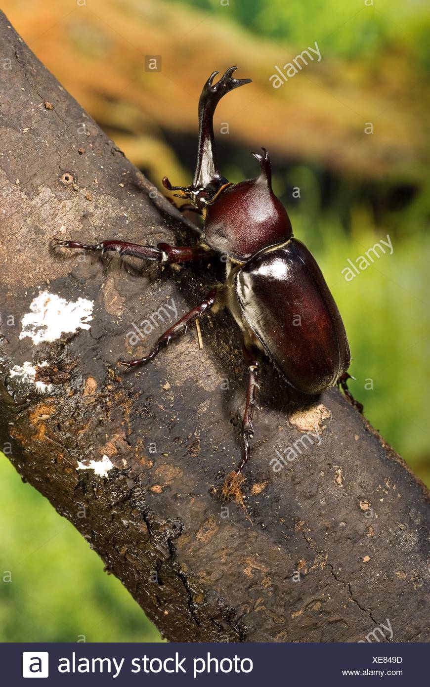 Japanese Rhinoceros High Resolution Stock Photography and Images - Alamy