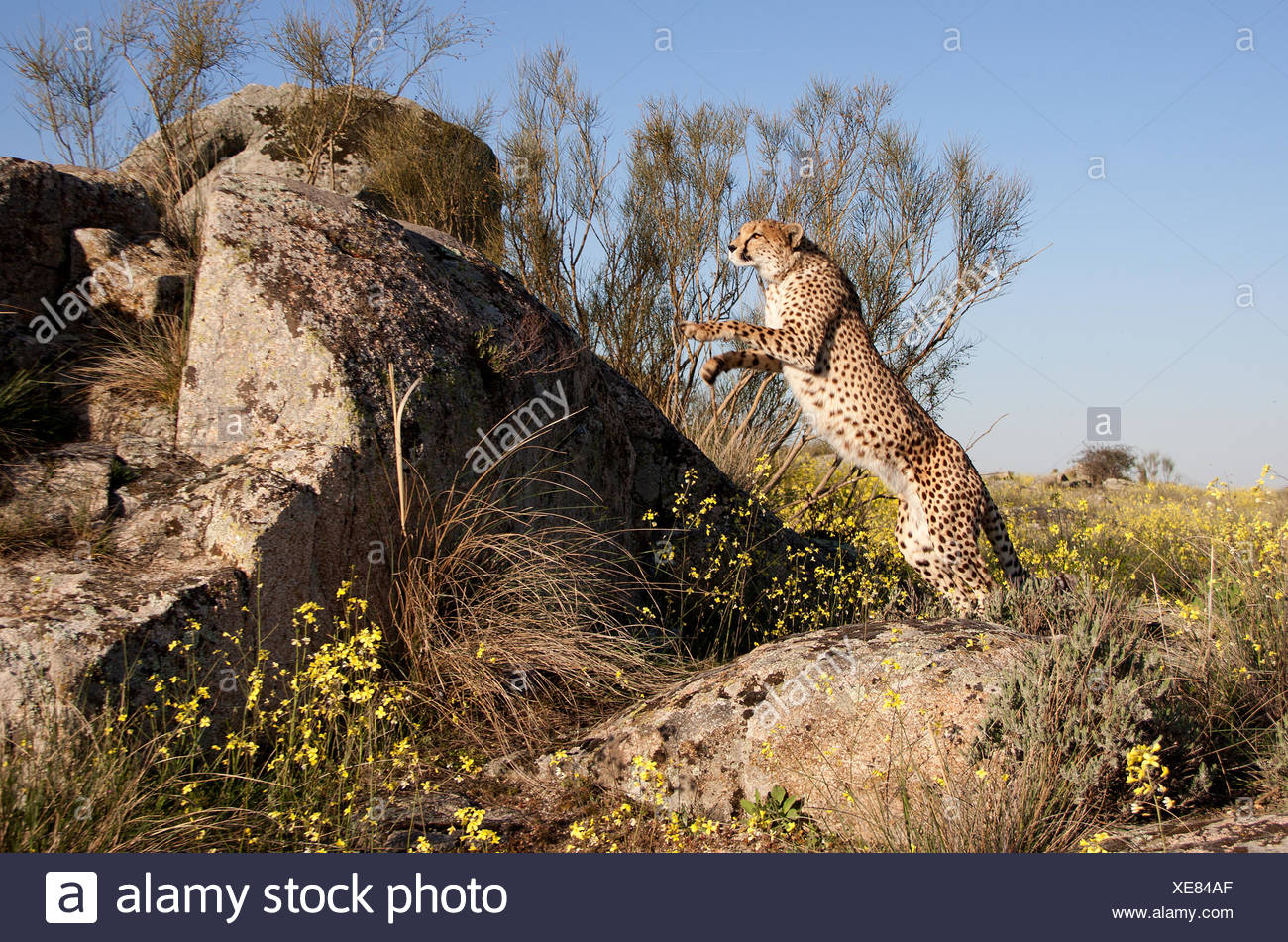 Cheetah Jumping High Resolution Stock Photography and Images - Alamy