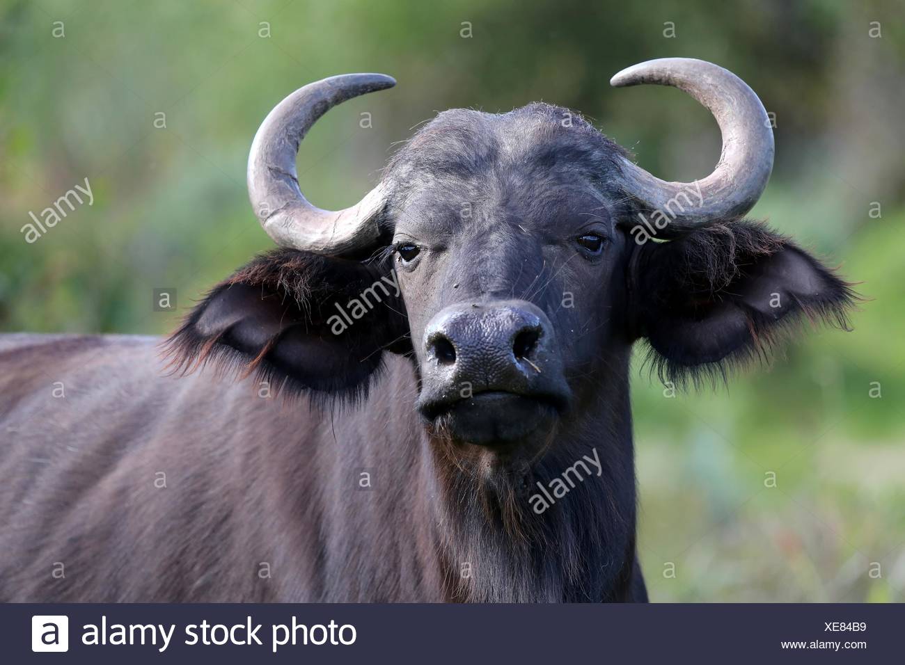Angry Buffalo High Resolution Stock Photography and Images - Alamy