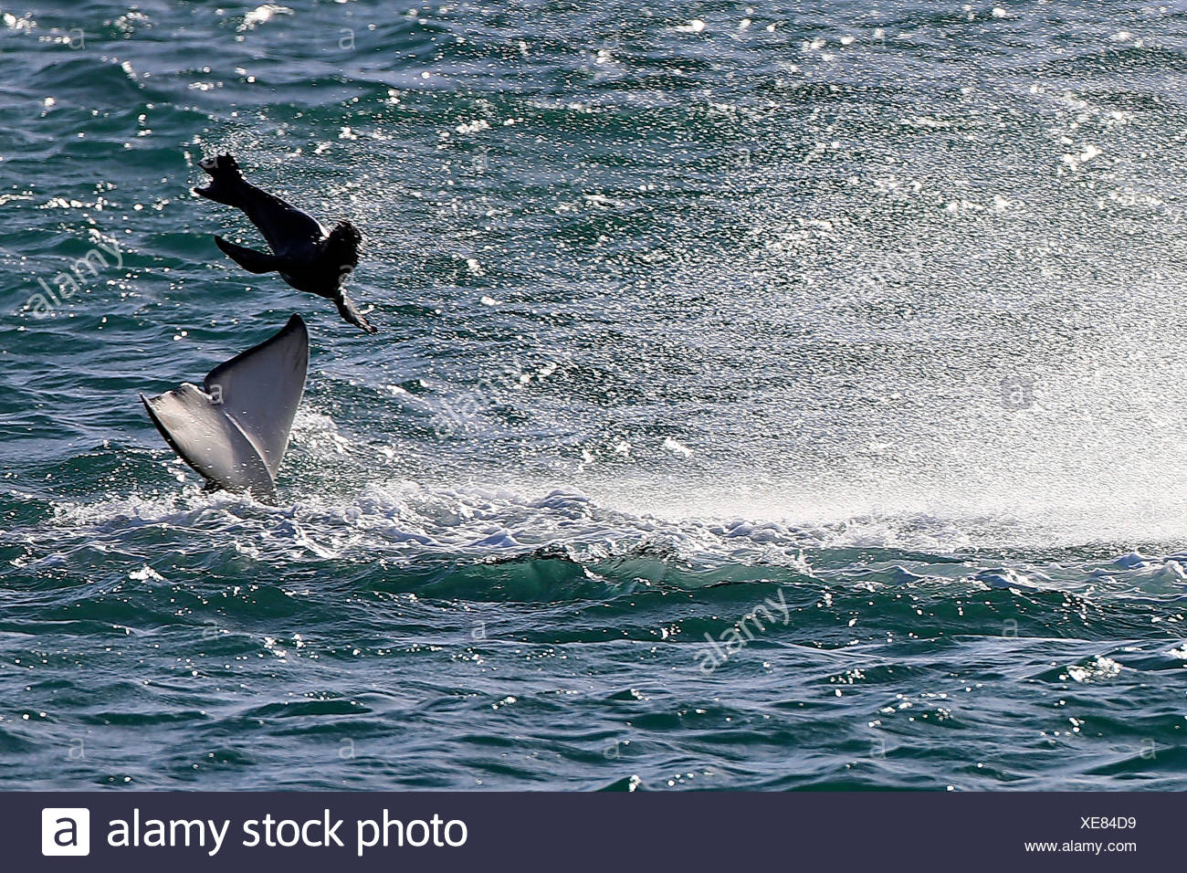 Orca Air High Resolution Stock Photography and Images - Alamy
