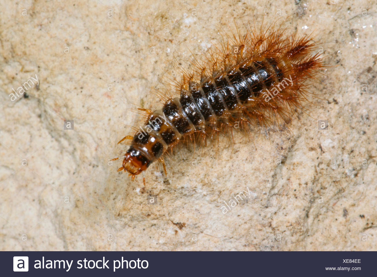 Firefly Larvae High Resolution Stock Photography and Images - Alamy
