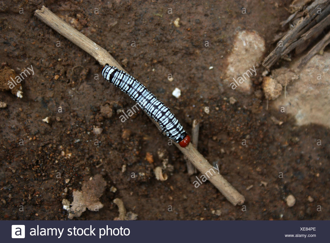 Caterpillar Crawling High Resolution Stock Photography and Images - Alamy