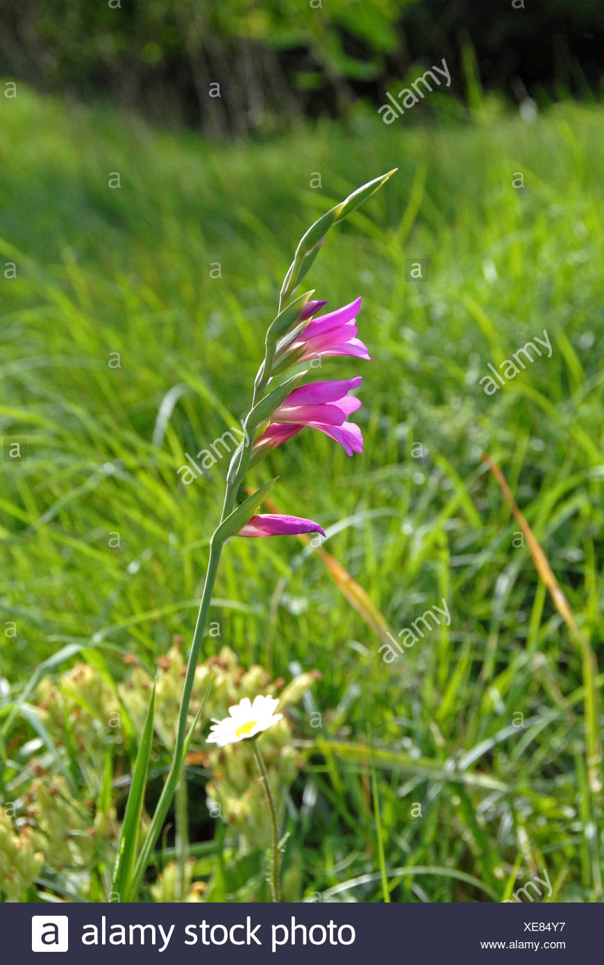 Gladiolus Gladiolus Communis Flower High Resolution Stock Photography ...
