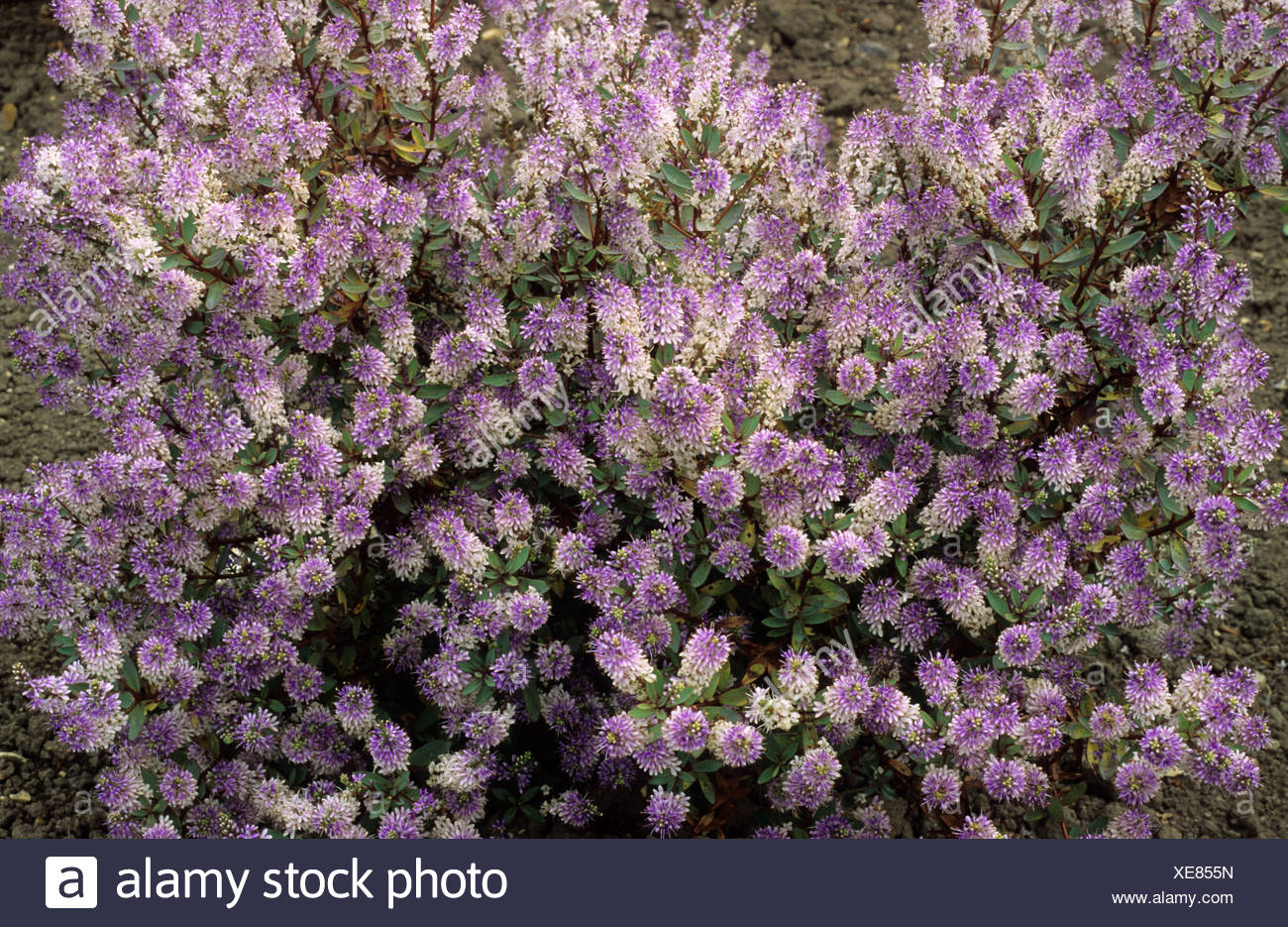 Hebe Knightshayes High Resolution Stock Photography and Images - Alamy