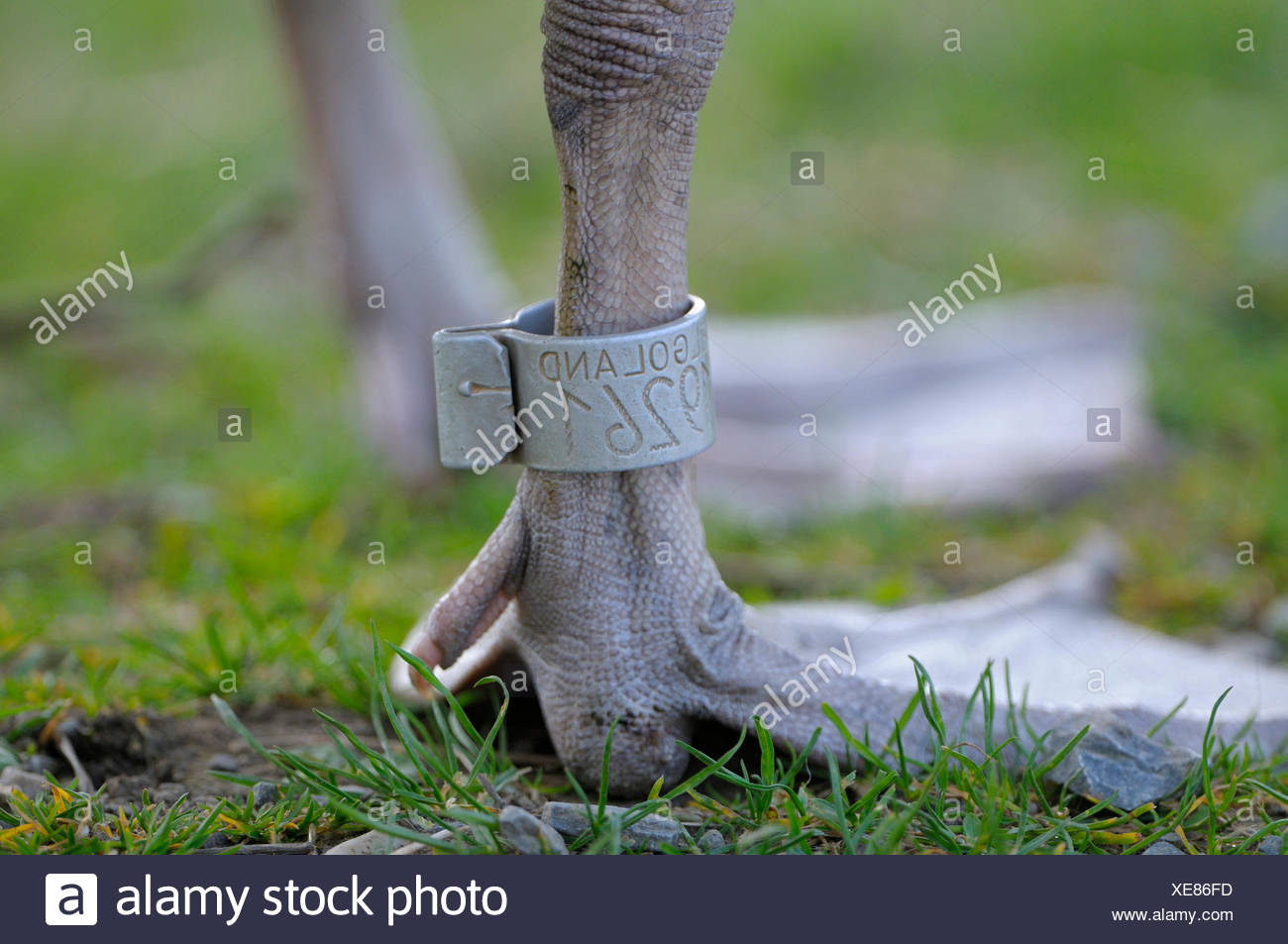 Animal Bird Swan Birds Feet High Resolution Stock Photography and ...