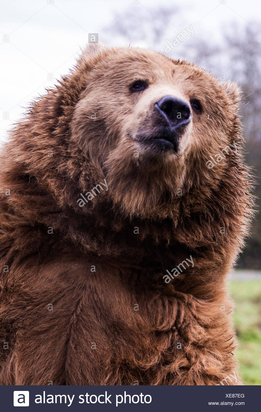 Bear Teeth Stock Photos & Bear Teeth Stock Images - Alamy