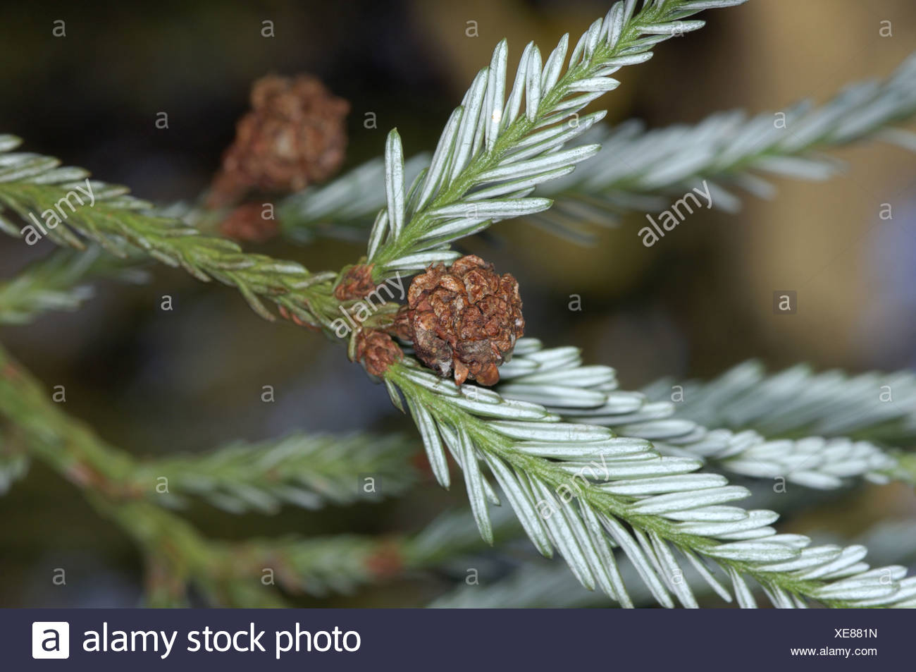 Redwood Cones Stock Photos & Redwood Cones Stock Images - Alamy