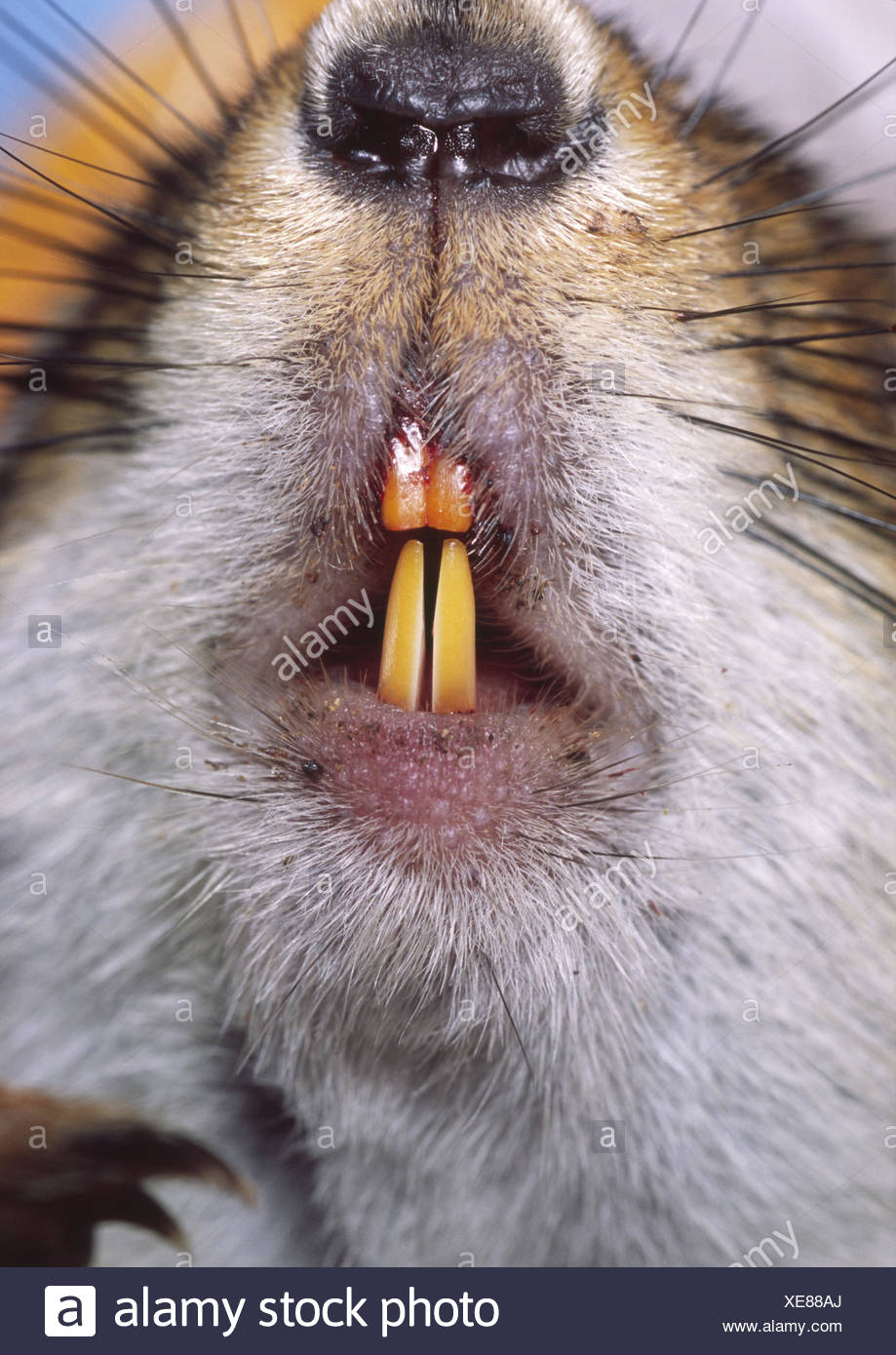 Rodent Teeth High Resolution Stock Photography and Images - Alamy